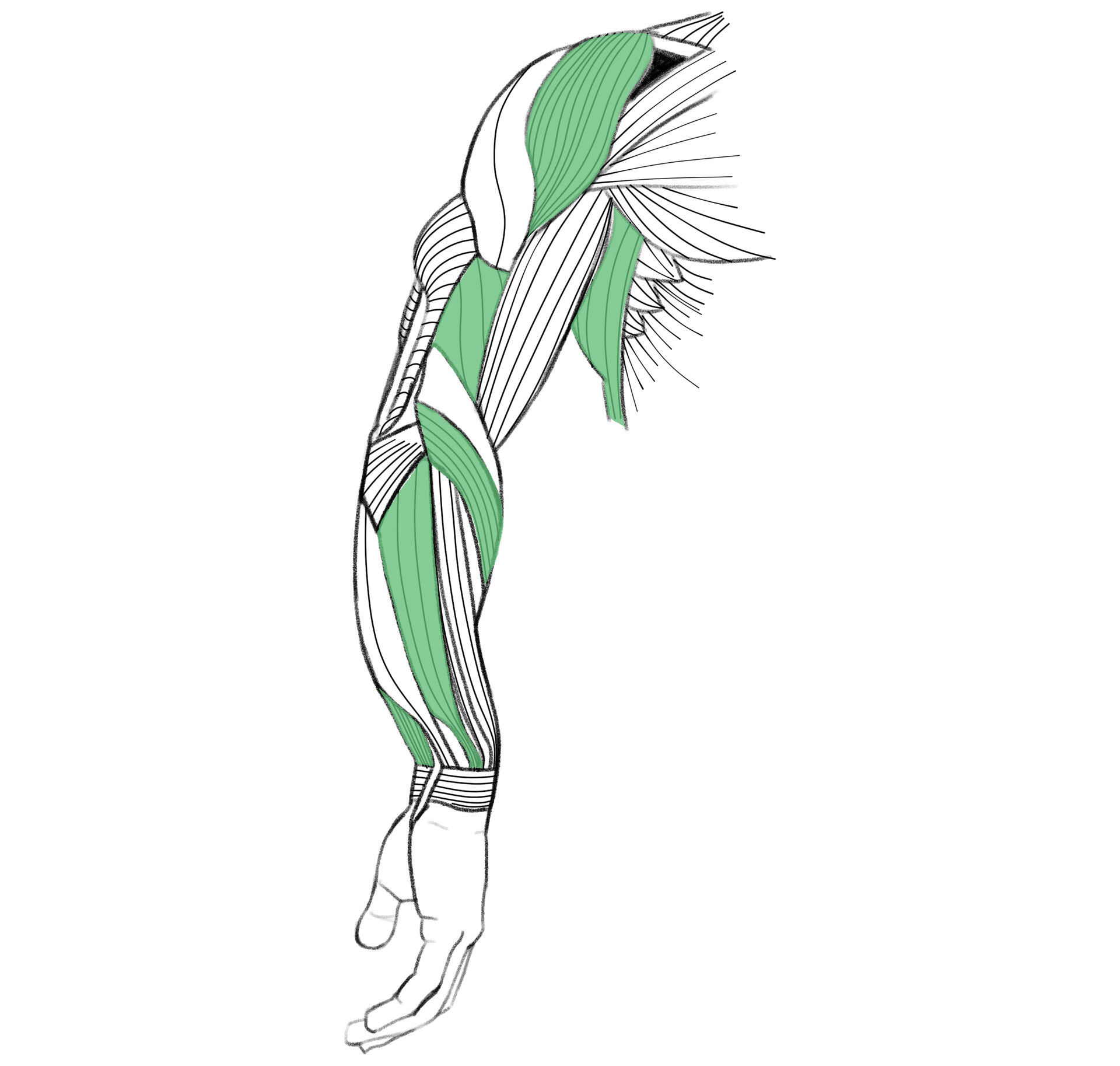 ArtStation - Arm Studies