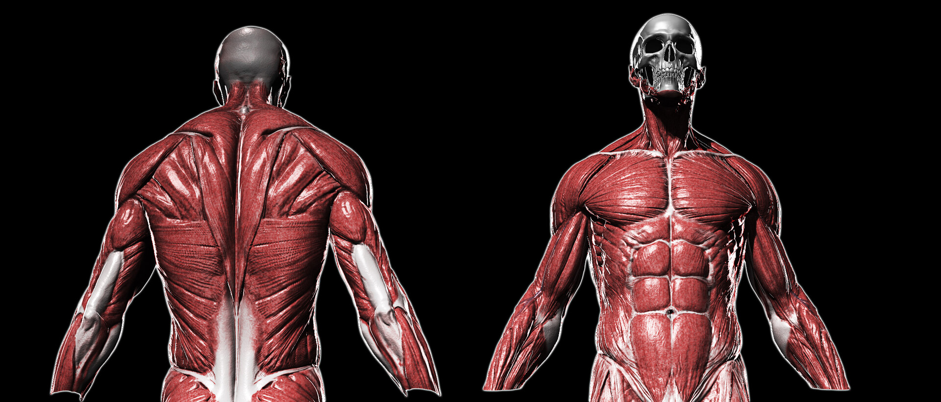 ArtStation - Anatomy