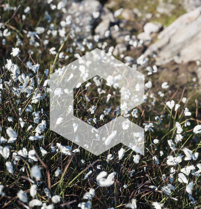 ArtStation - Quixel Megascans - Cotton Grass