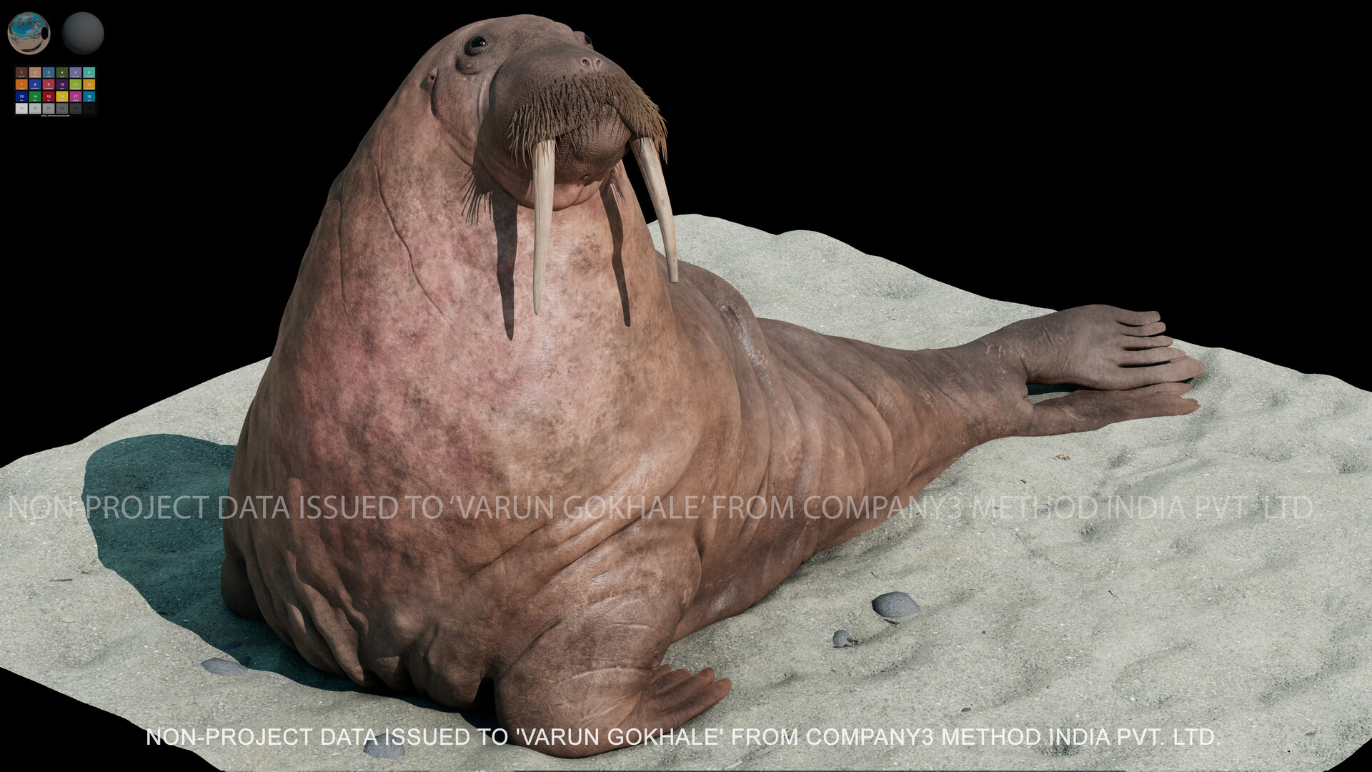 ArtStation - Walrus