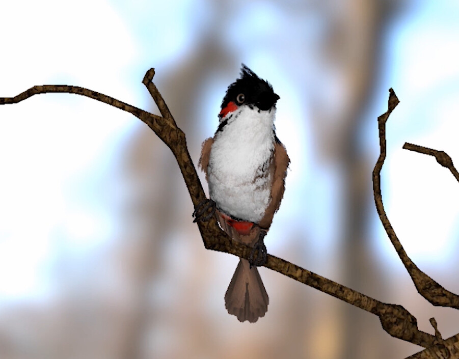 ArtStation - Bird Animation Practice