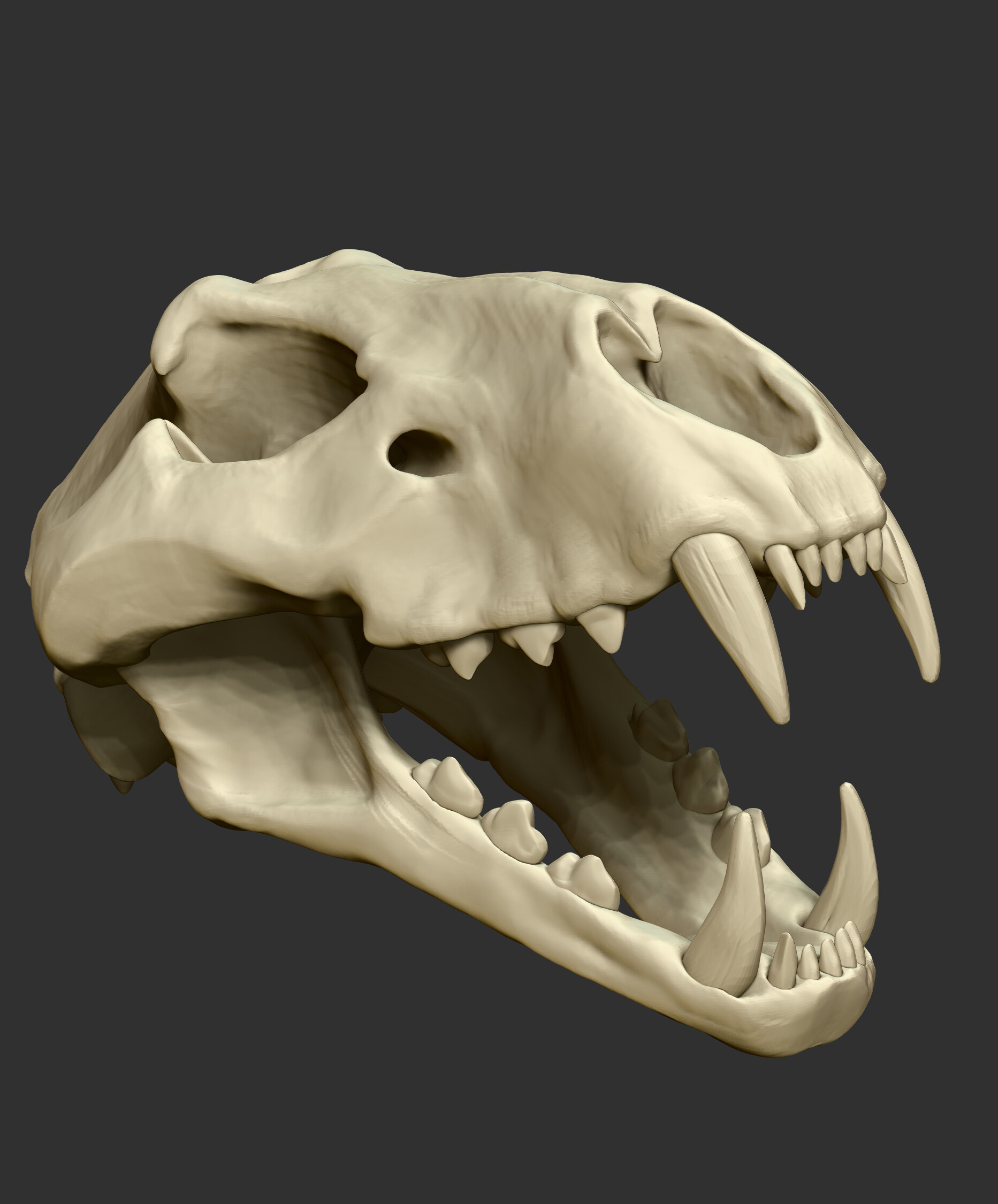 ArtStation - LION_SKULL_STUDY_SCULPTING