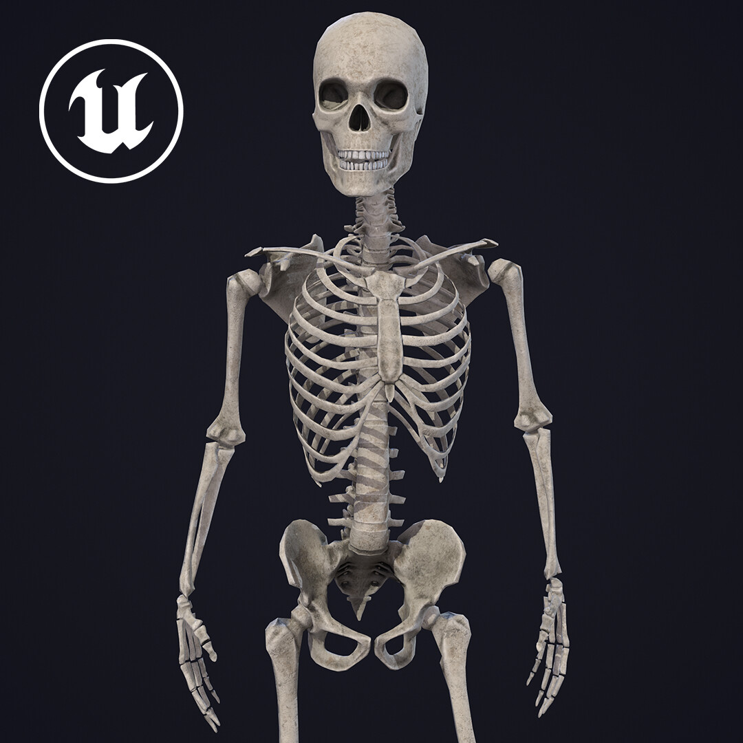 ArtStation - Human Skeleton - Real Time