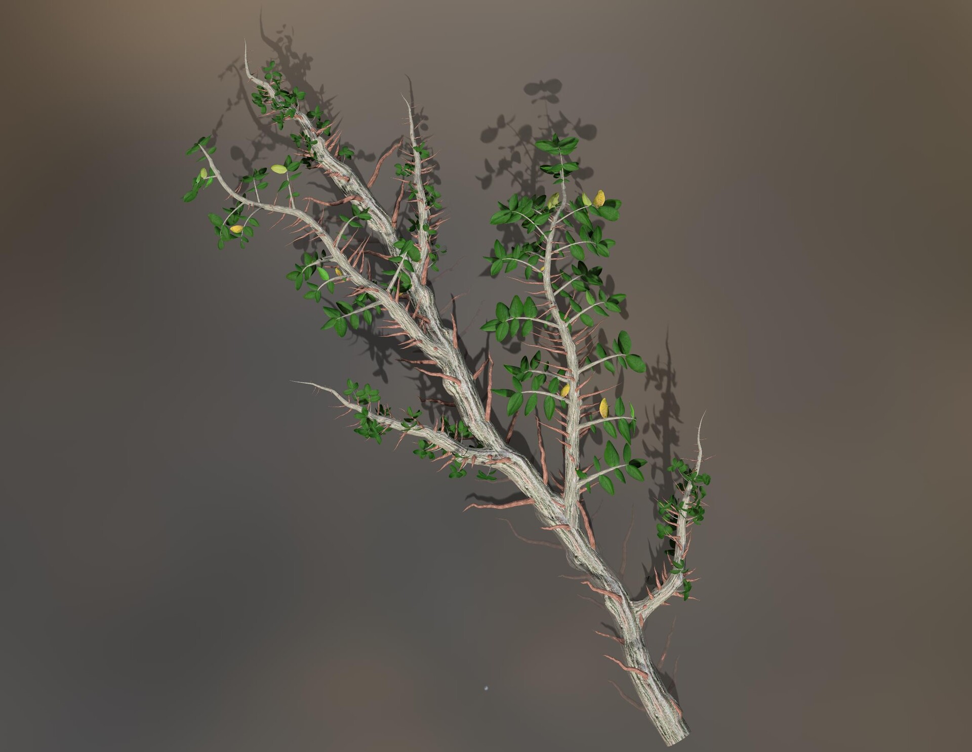 ArtStation - Leaves Acacia models version - Base for atlas