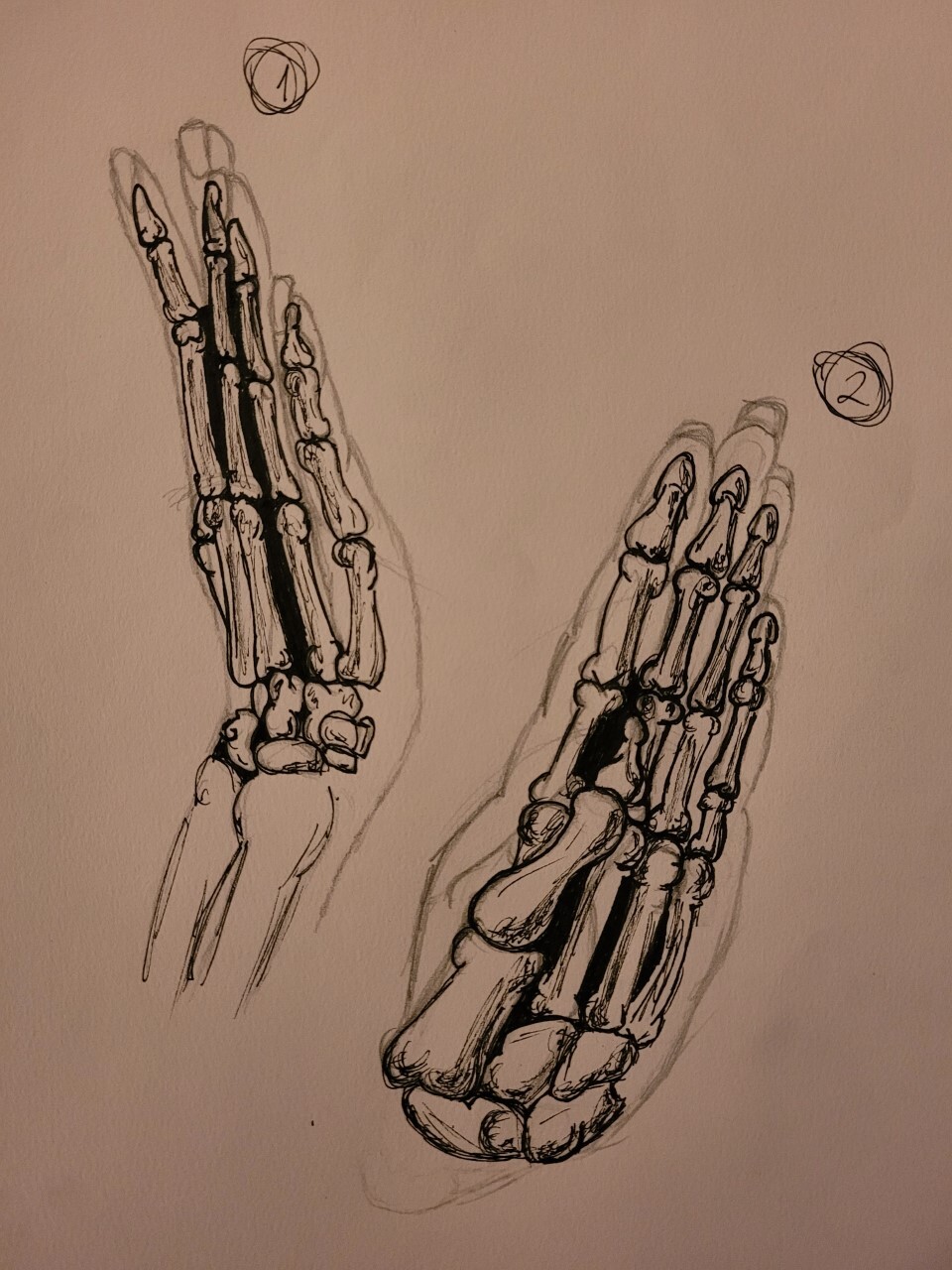 ArtStation - Anatomical cluster