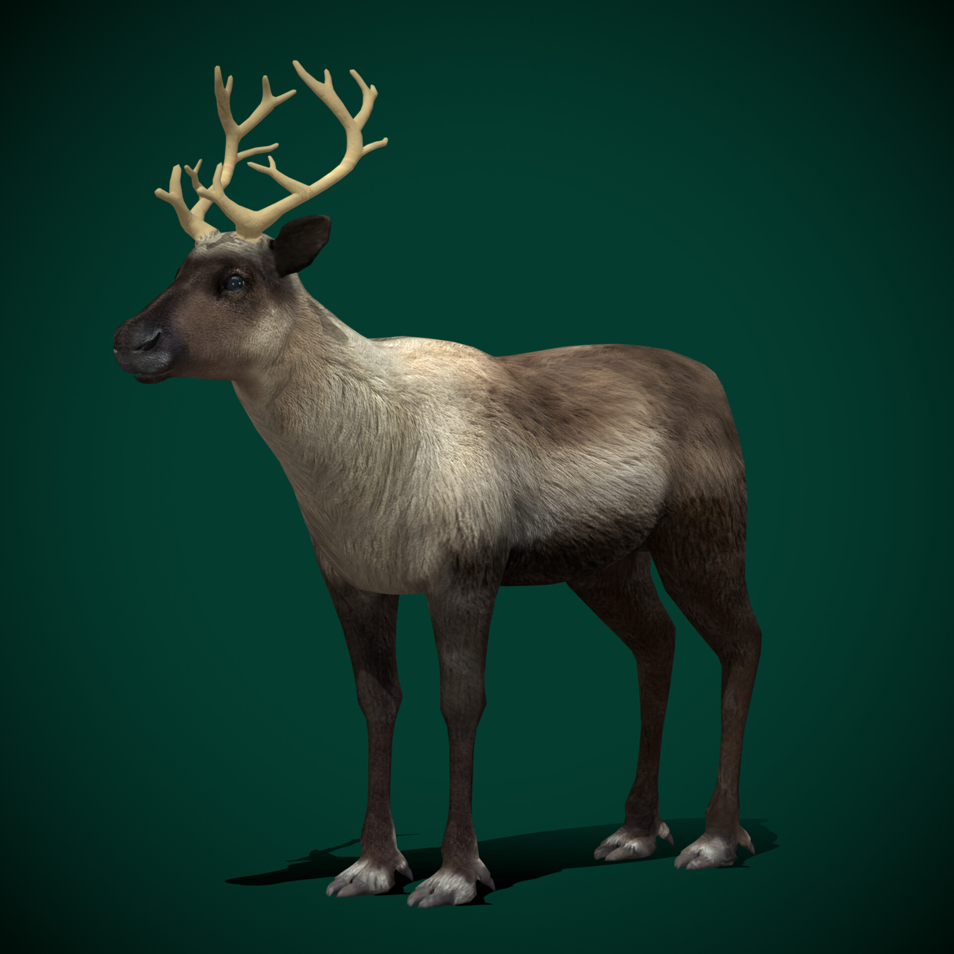 ArtStation - Caribou Reindeer Animal