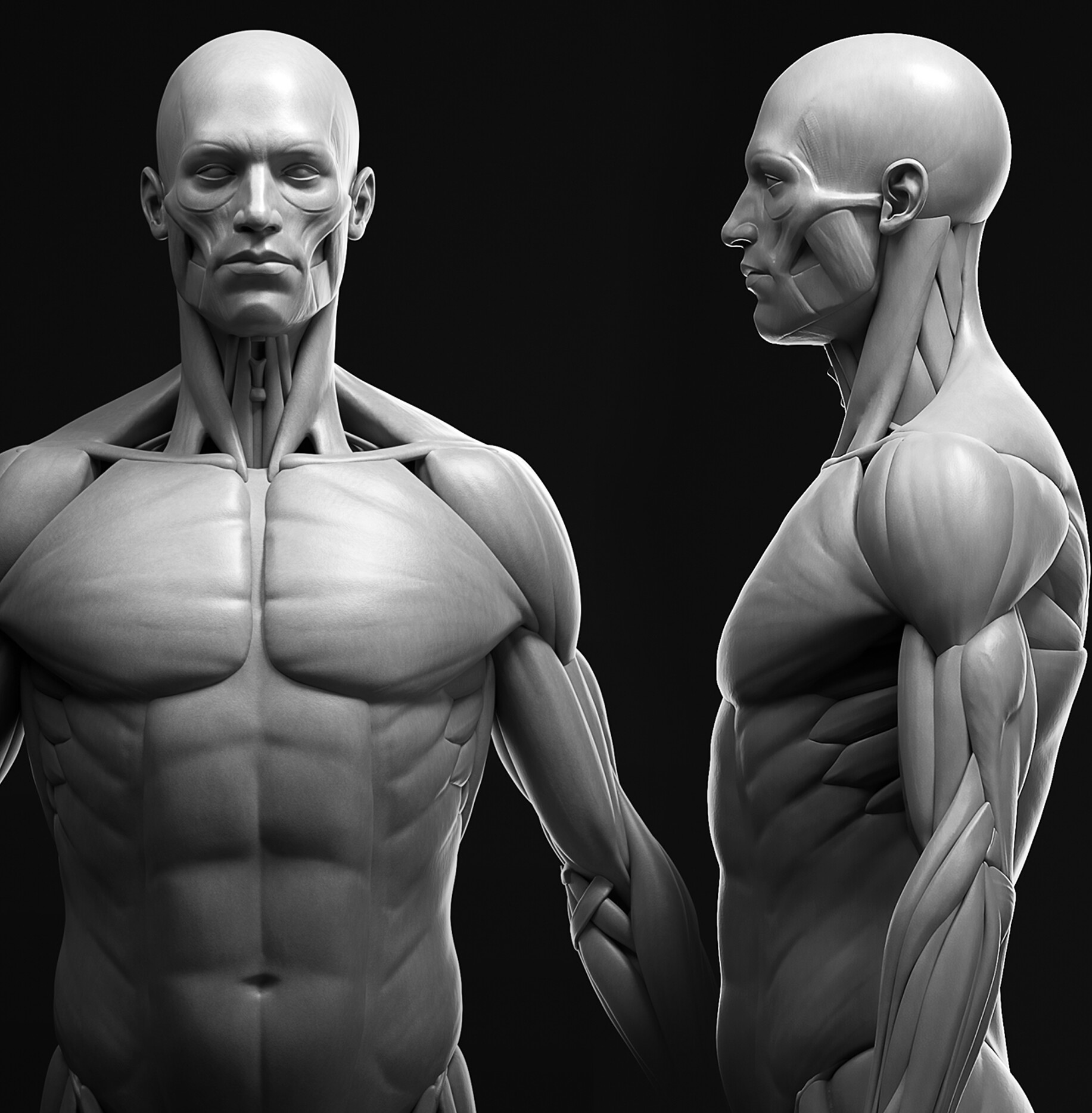 ArtStation - Male Anatomy Study