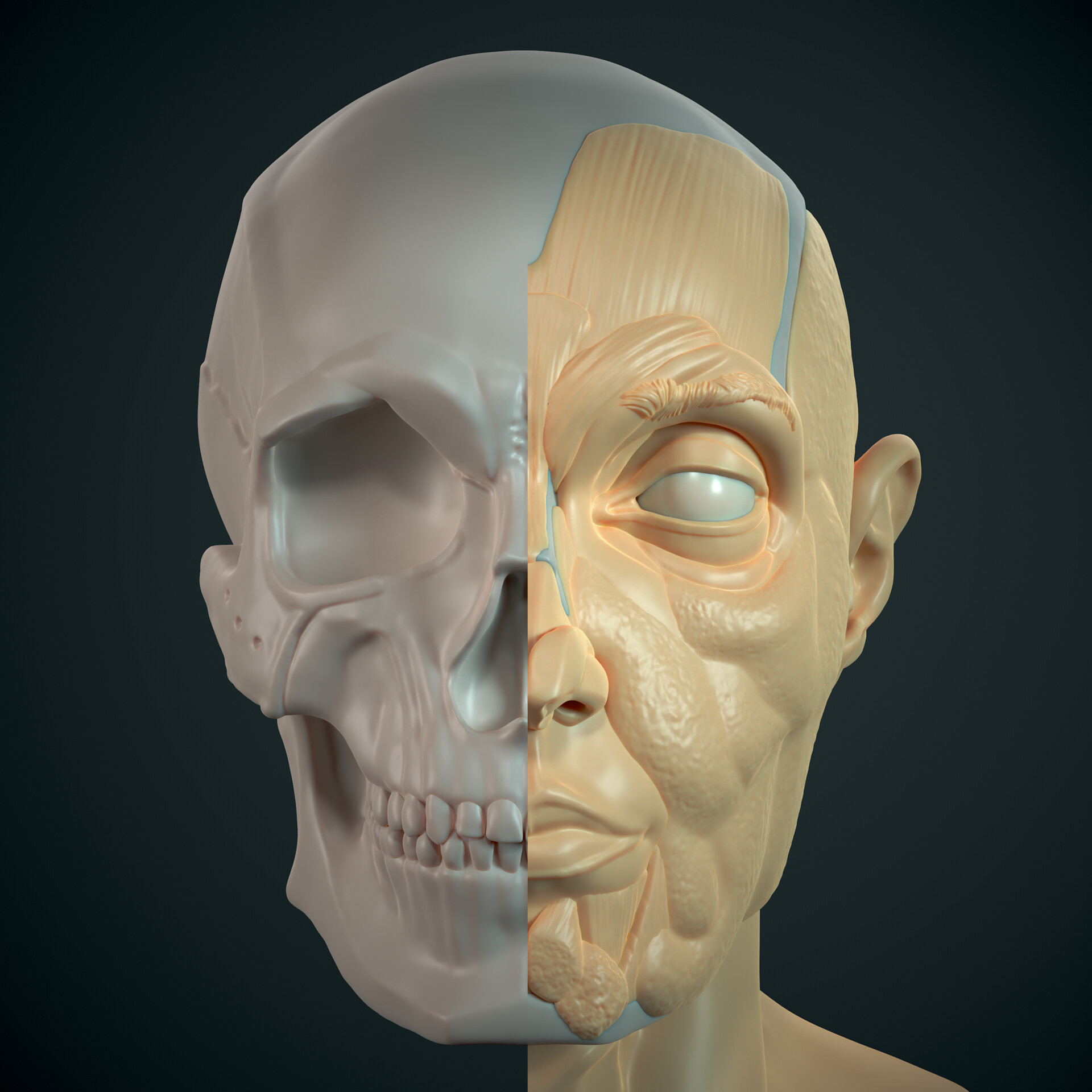 ArtStation - Head anatomy study