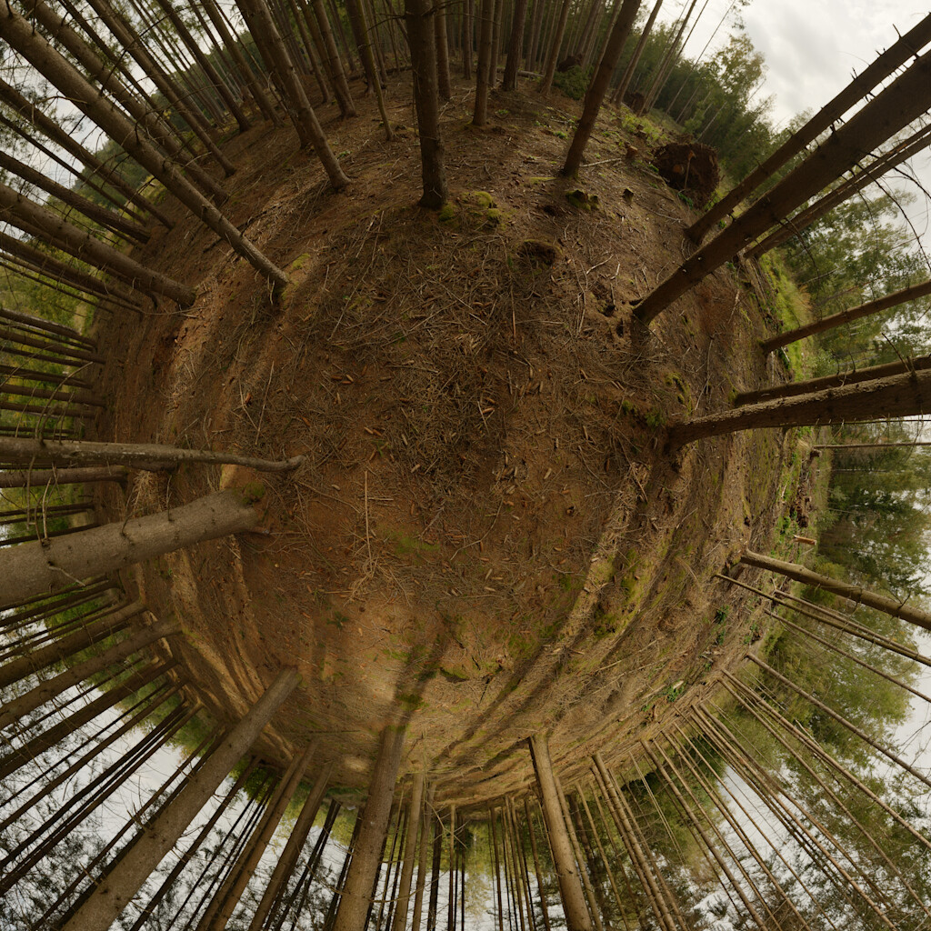 ArtStation - 55k (1.5 Gigapixel) 32bit Forest HDRI