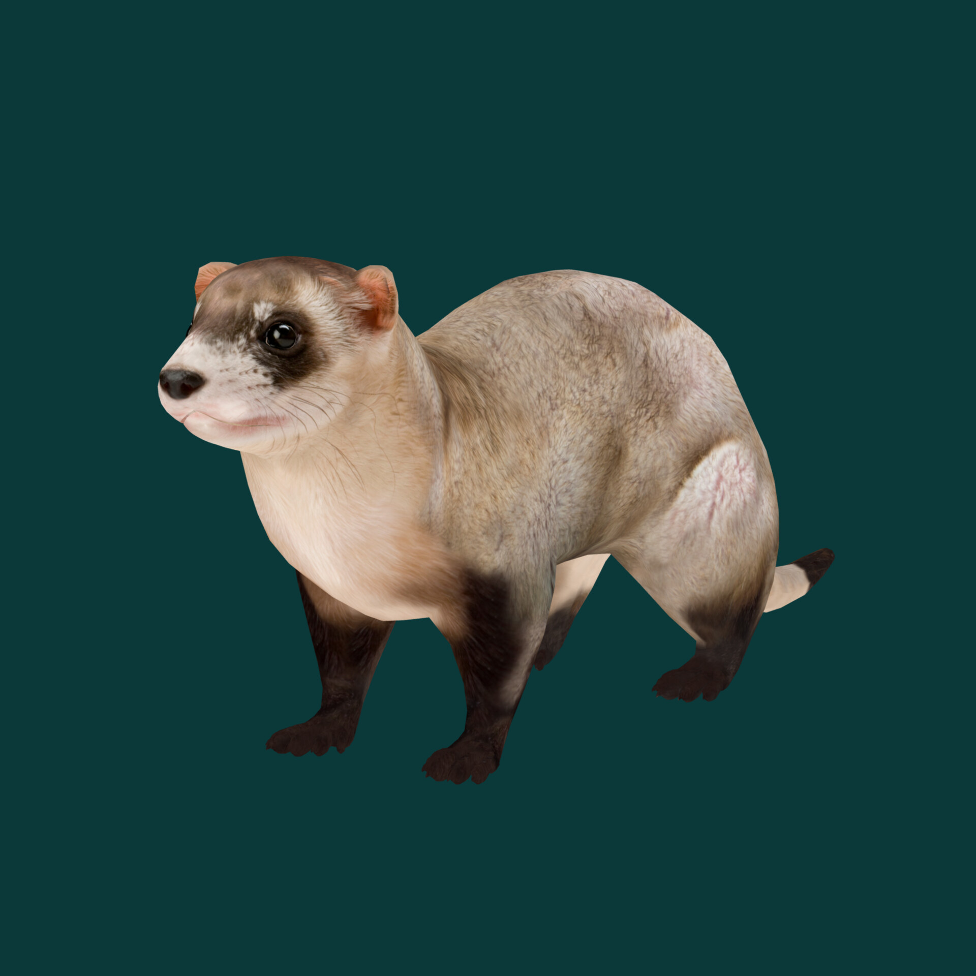 ArtStation - Black-footed Ferret (Endangered)