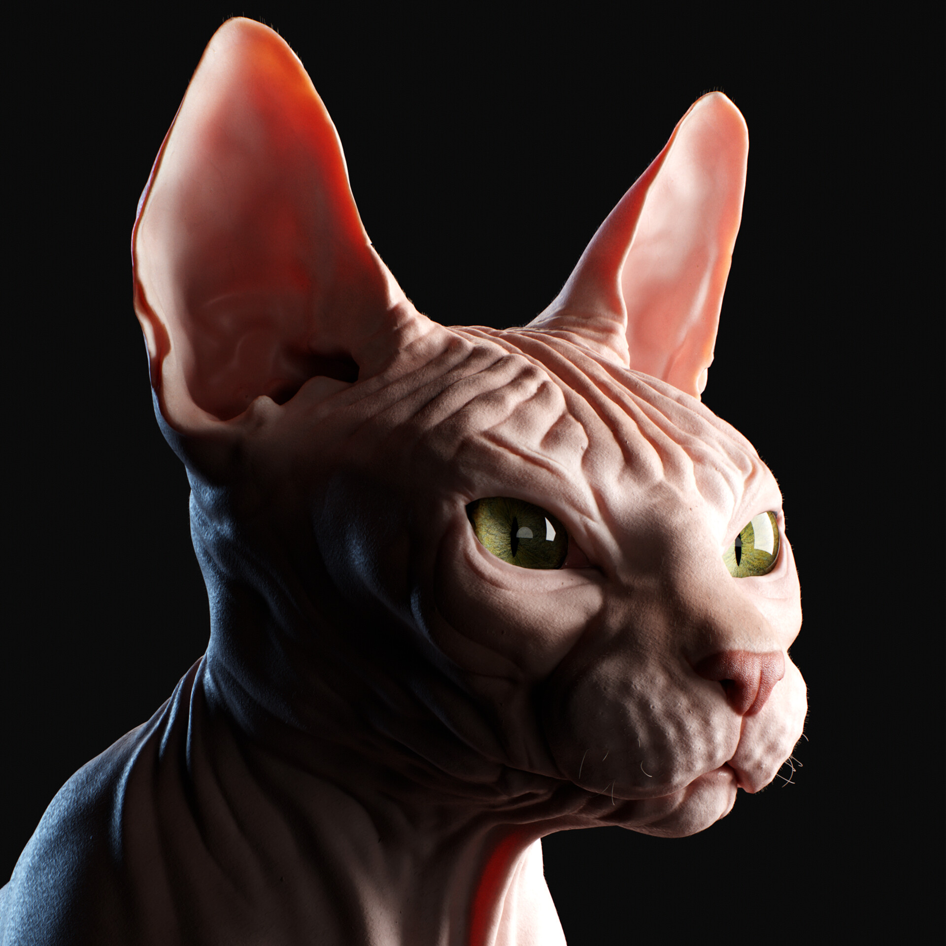 ArtStation - Sphynx cat