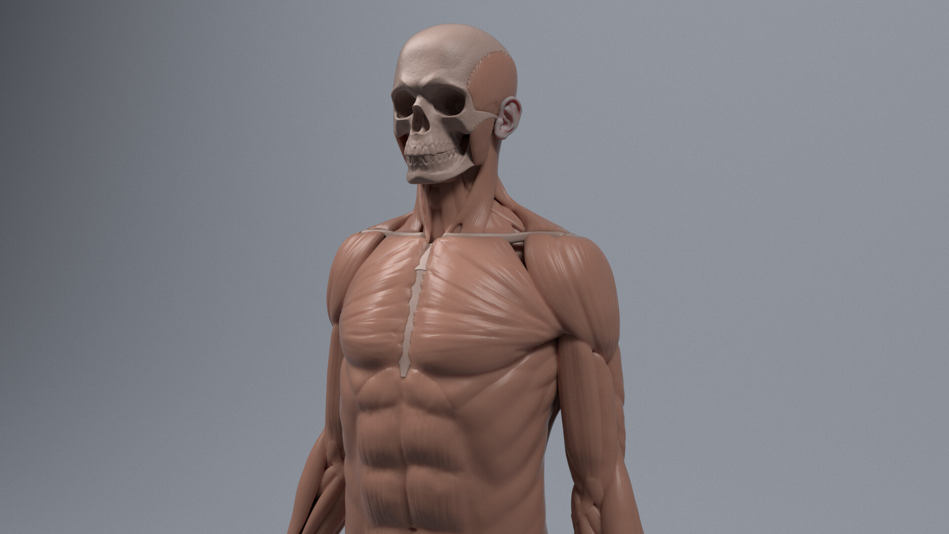 ArtStation - Anatomy figure ecorche