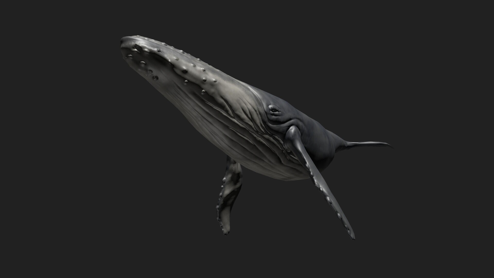ArtStation - Whale model
