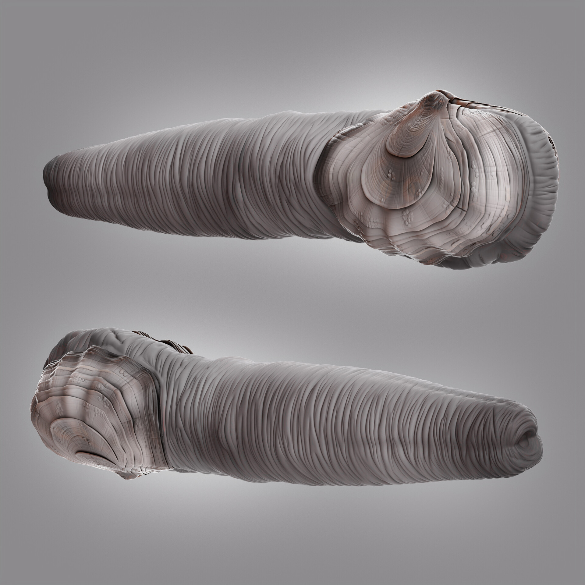 ArtStation - Geoduck