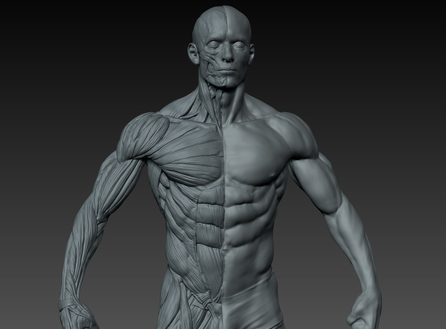 ArtStation - ECORCHE - Anatomy Studies