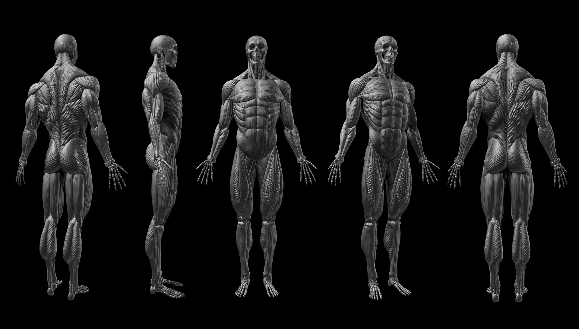 ArtStation - Anatomy Study