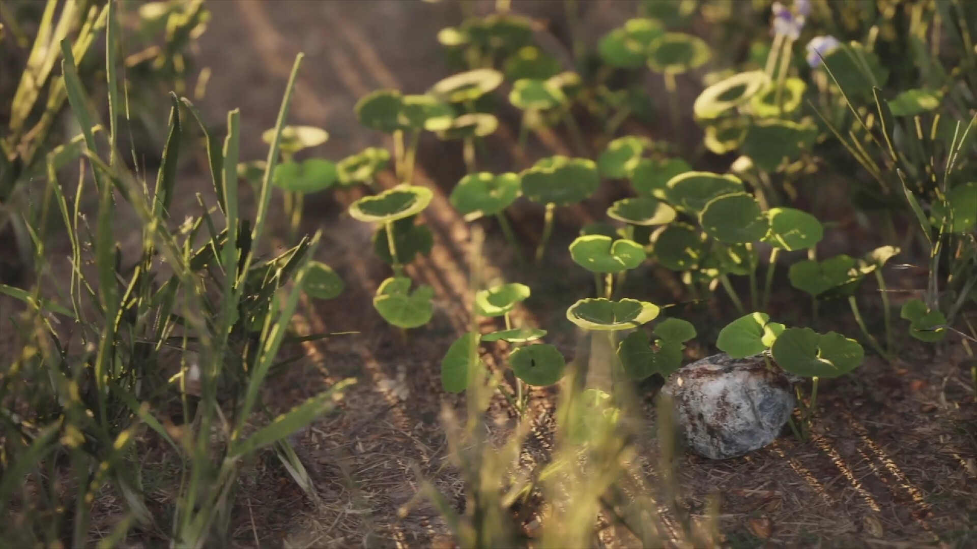 sundar_mulpuri - UNCHARTED