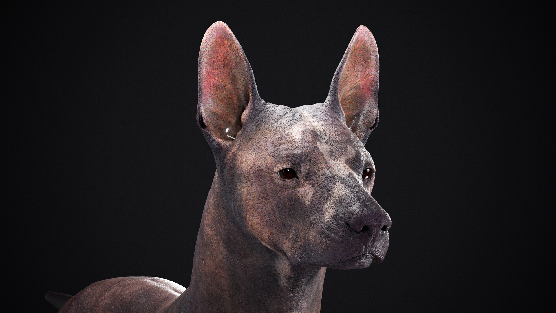 ArtStation - Xolo Texturing