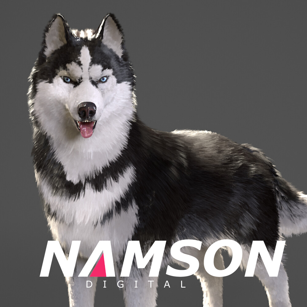 ArtStation - Siberian Husky