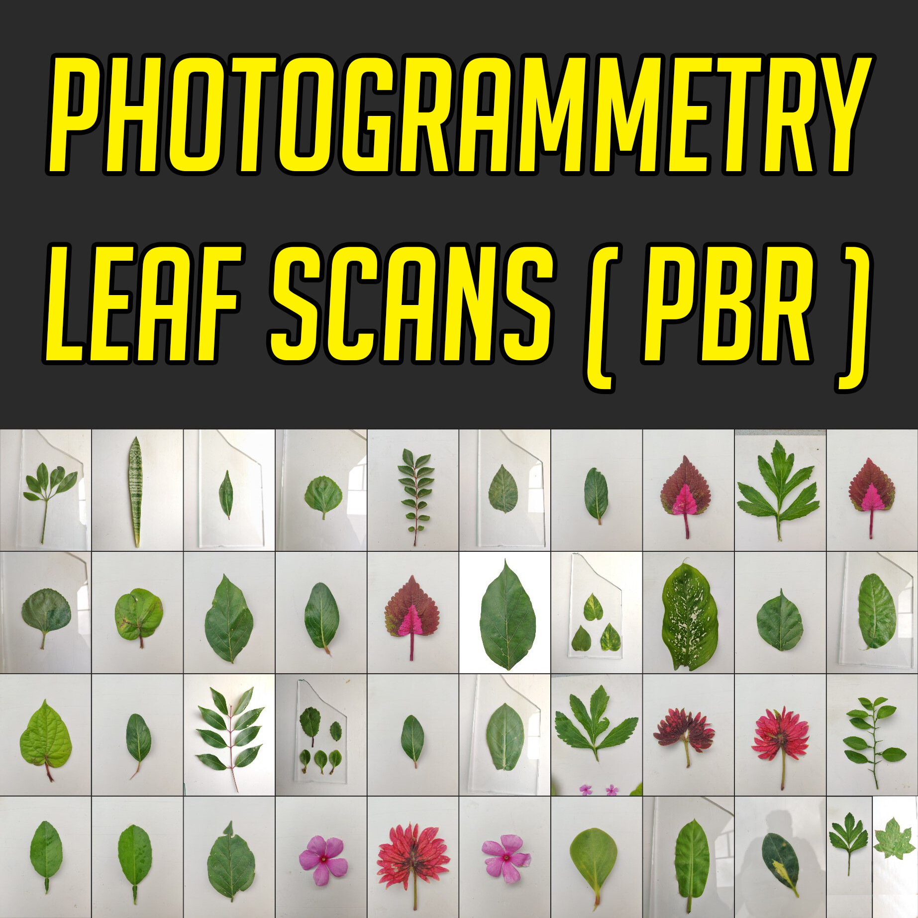 ArtStation - Photogrammetry leaf Scans (PBR)