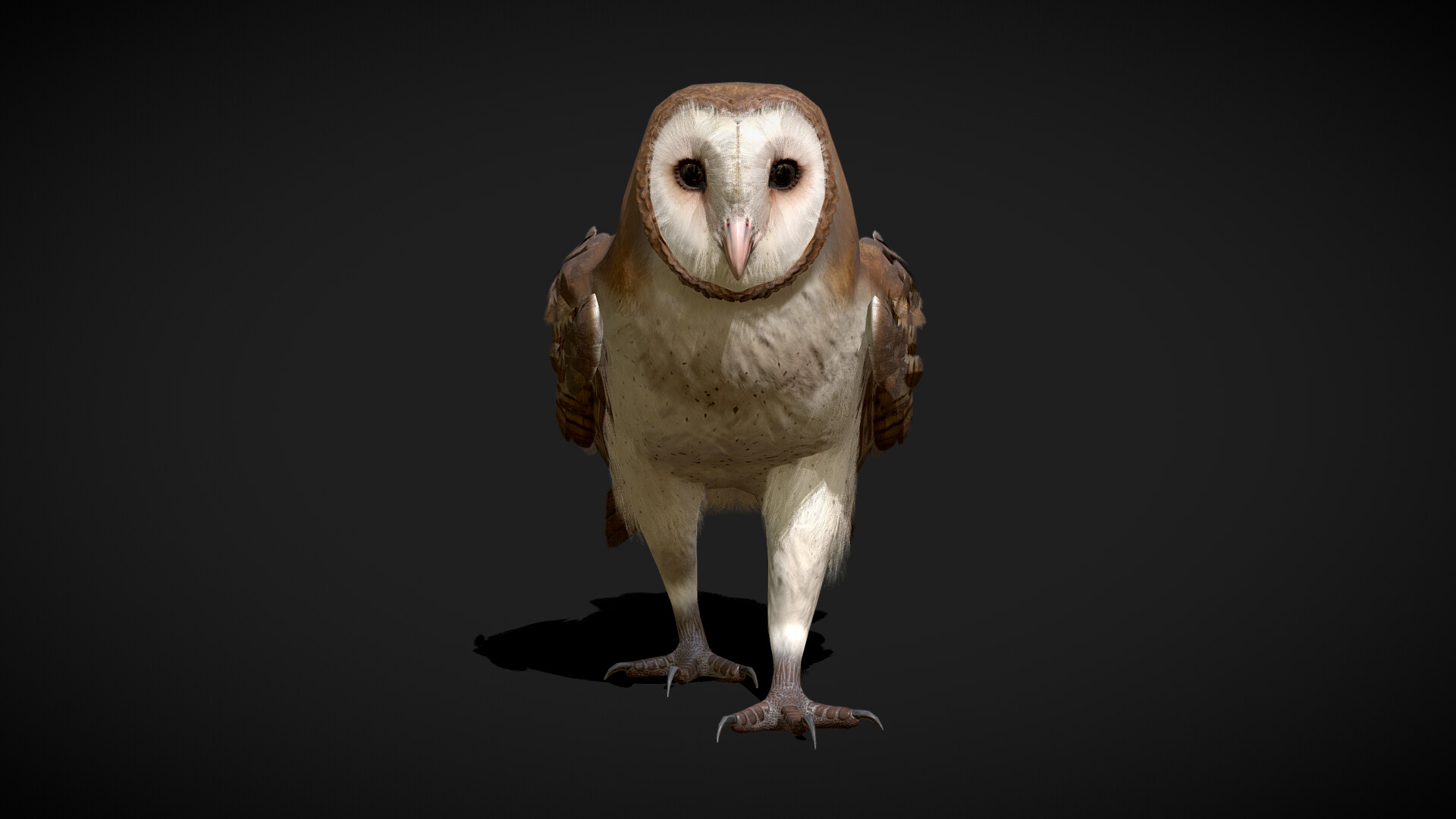 ArtStation - Barn owl - Animated low poly model