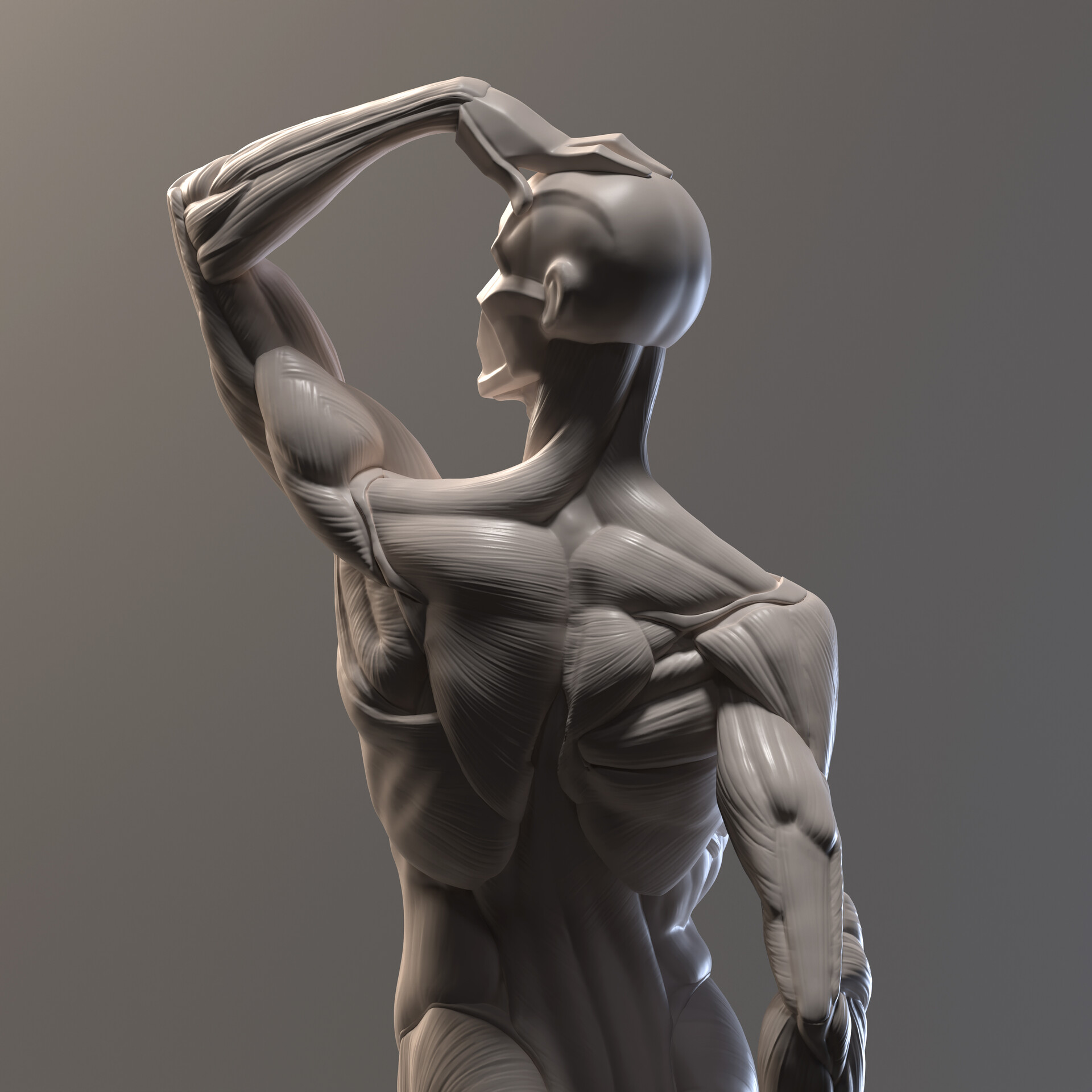 ArtStation - Ecorche