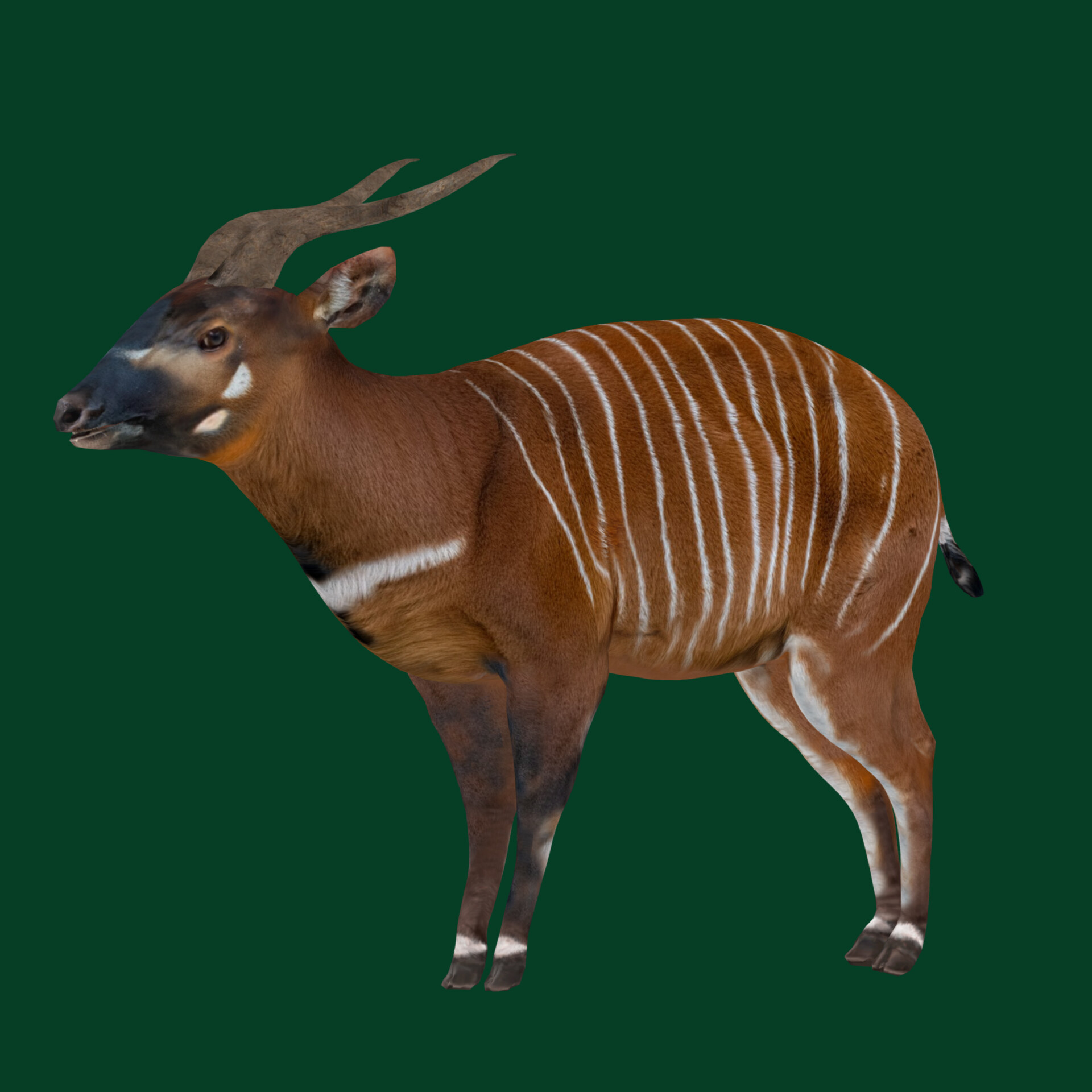 ArtStation - Eastern Bongo Male Antelope (Endangered)