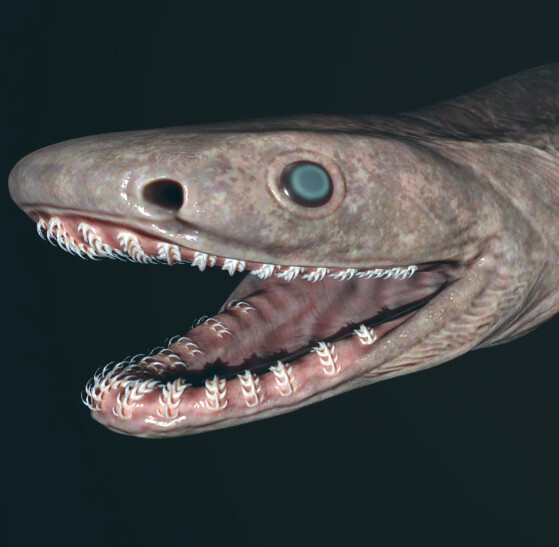 ArtStation - subROV - FrilledShark