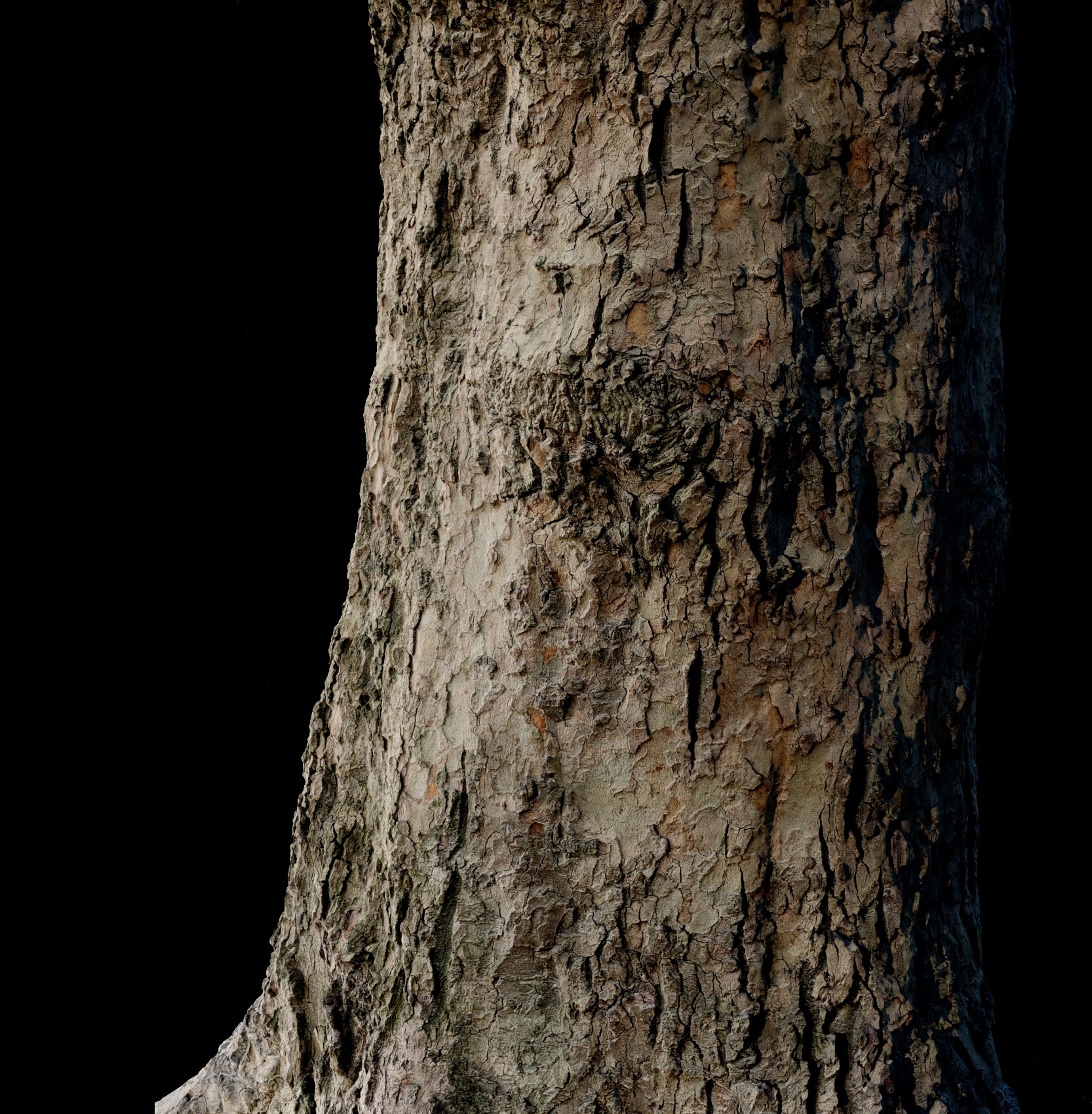ArtStation - Oak trunk scan