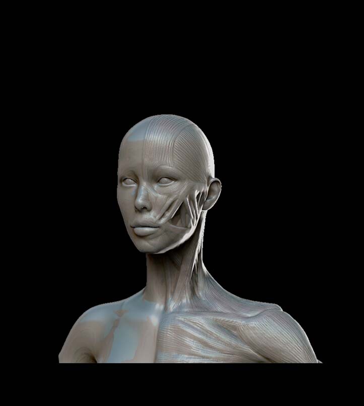 ArtStation - Female ecorche