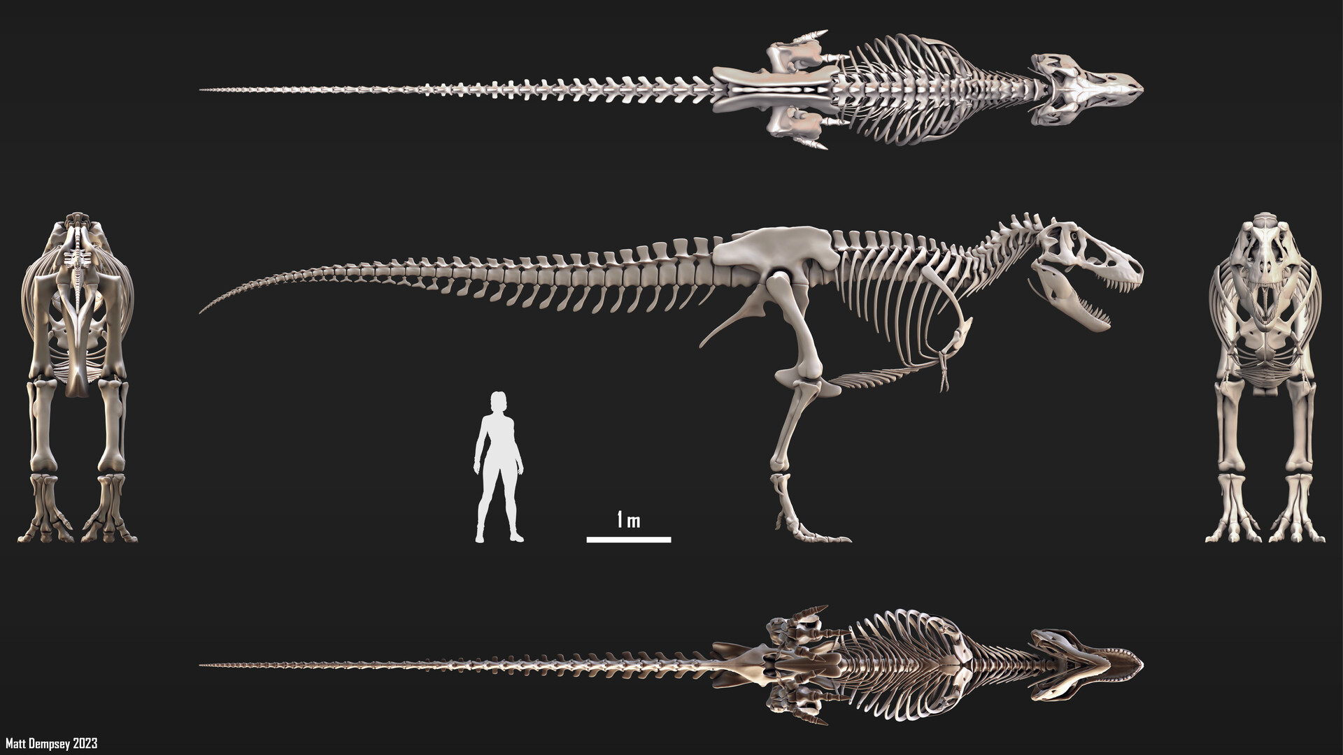 ArtStation - 3D Tyrannosaurus rex skeleton