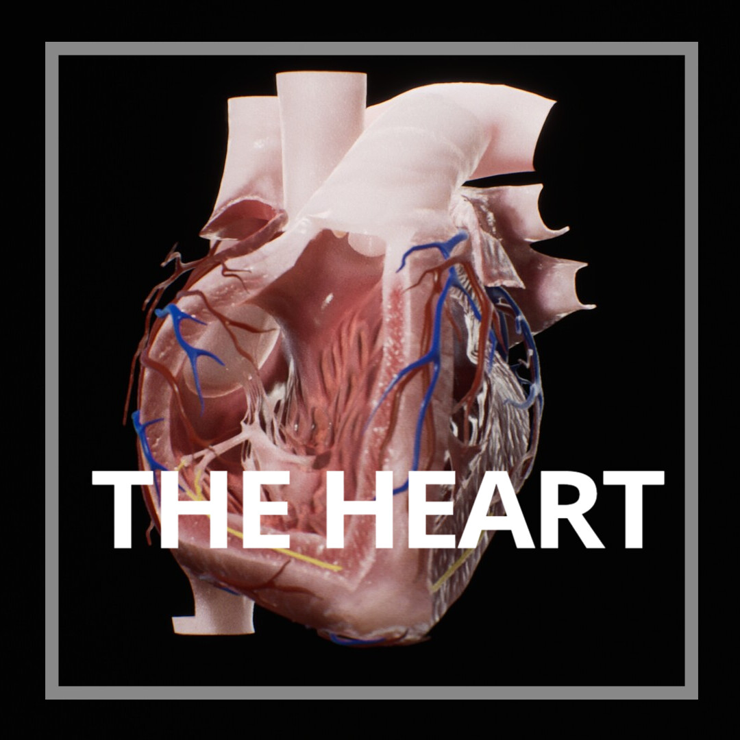 ArtStation - Heart simulation (Full version) UE5
