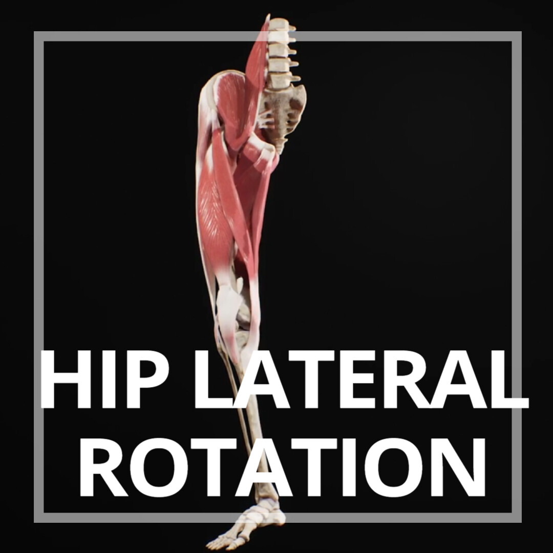 ArtStation - Muscle Action of Hip Lateral Rotation