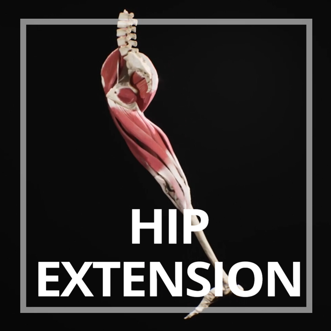 ArtStation - Muscle Action of Hip Extension