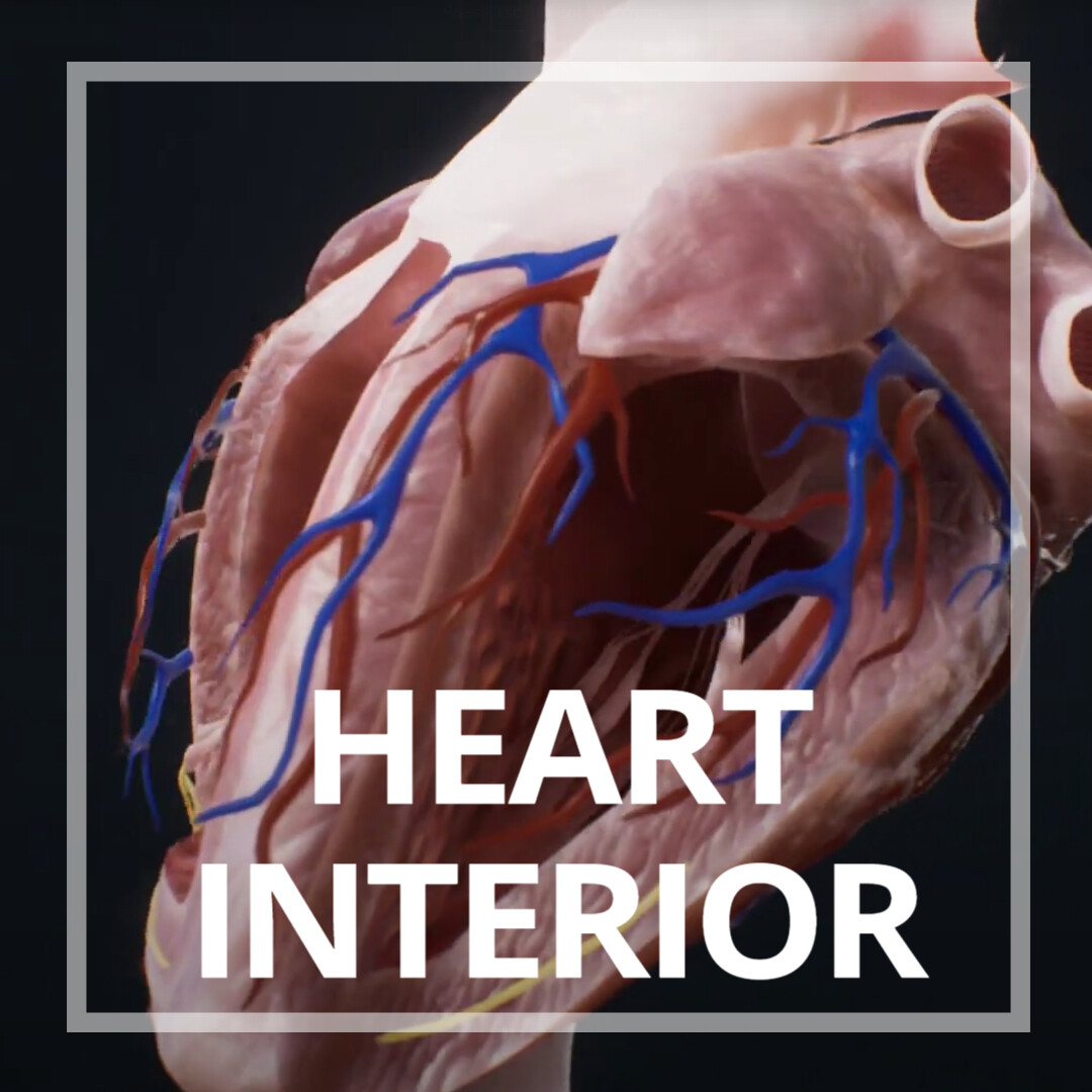 ArtStation - Interior part of the Human Heart