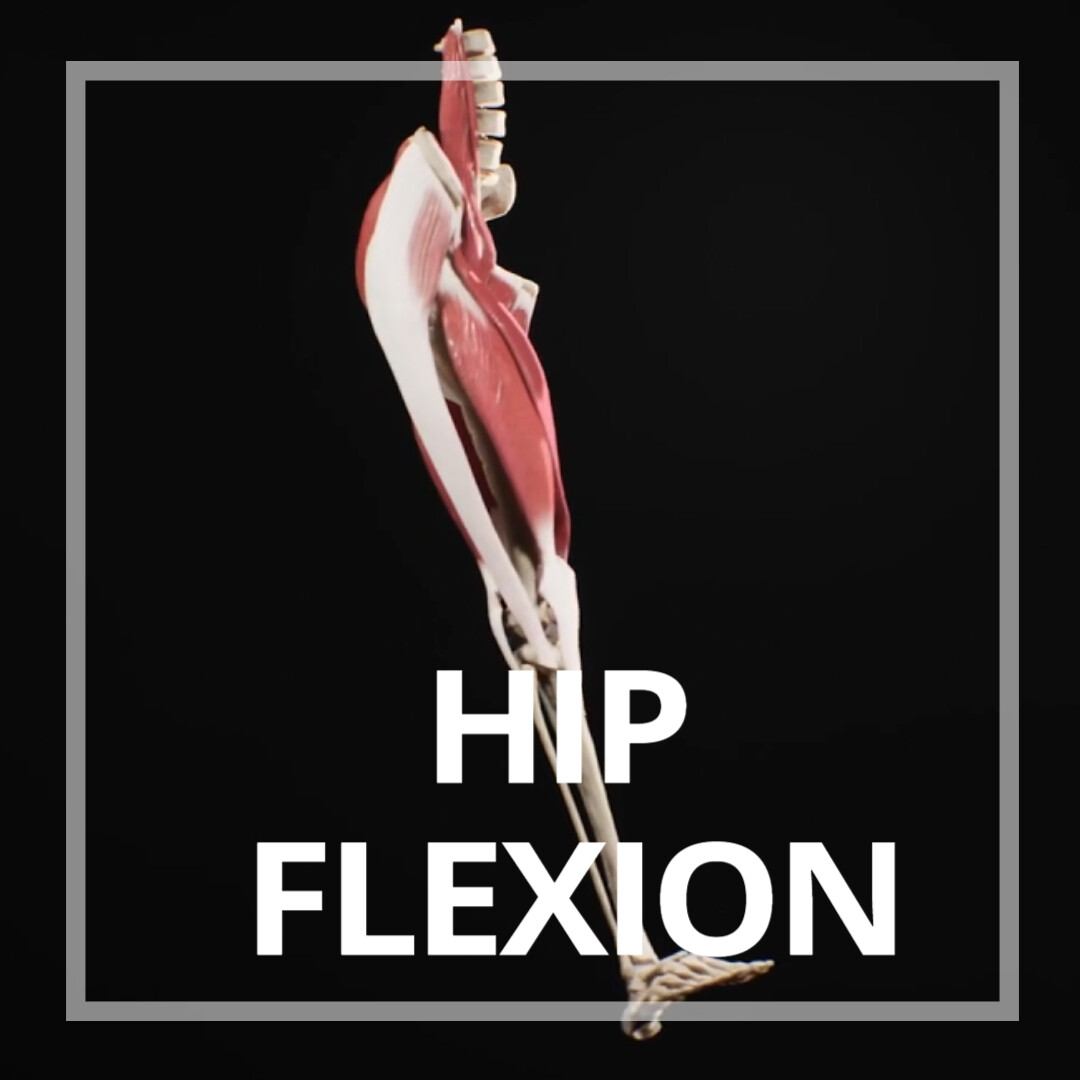 ArtStation - Muscle Action of Hip Flexion