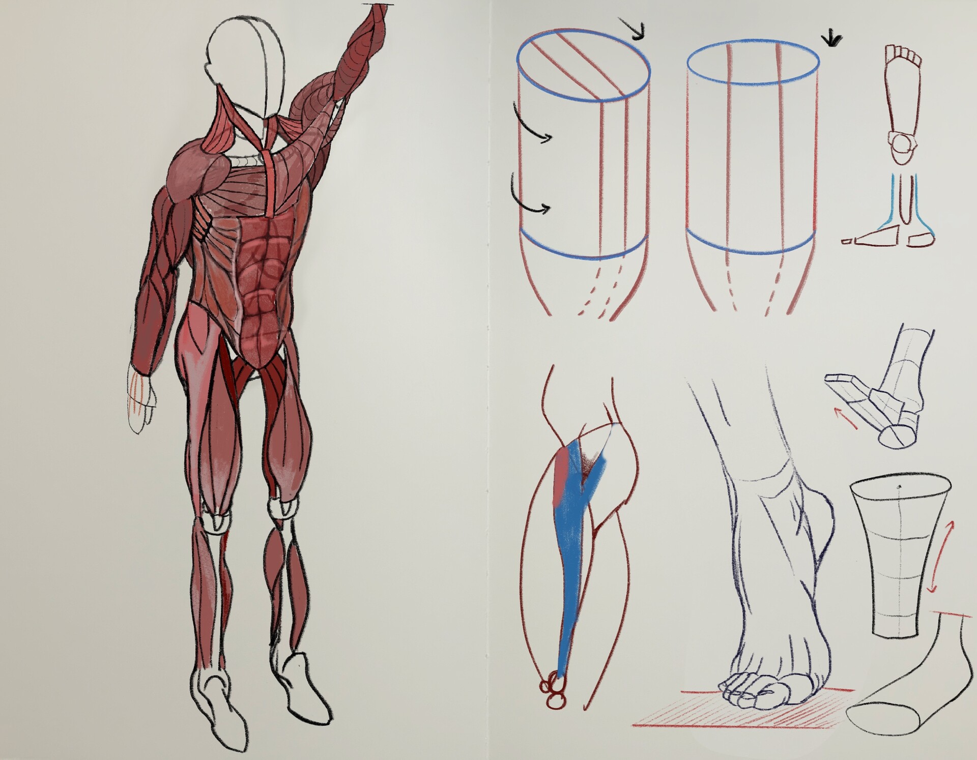 ArtStation - Anatomy Studys / Practice