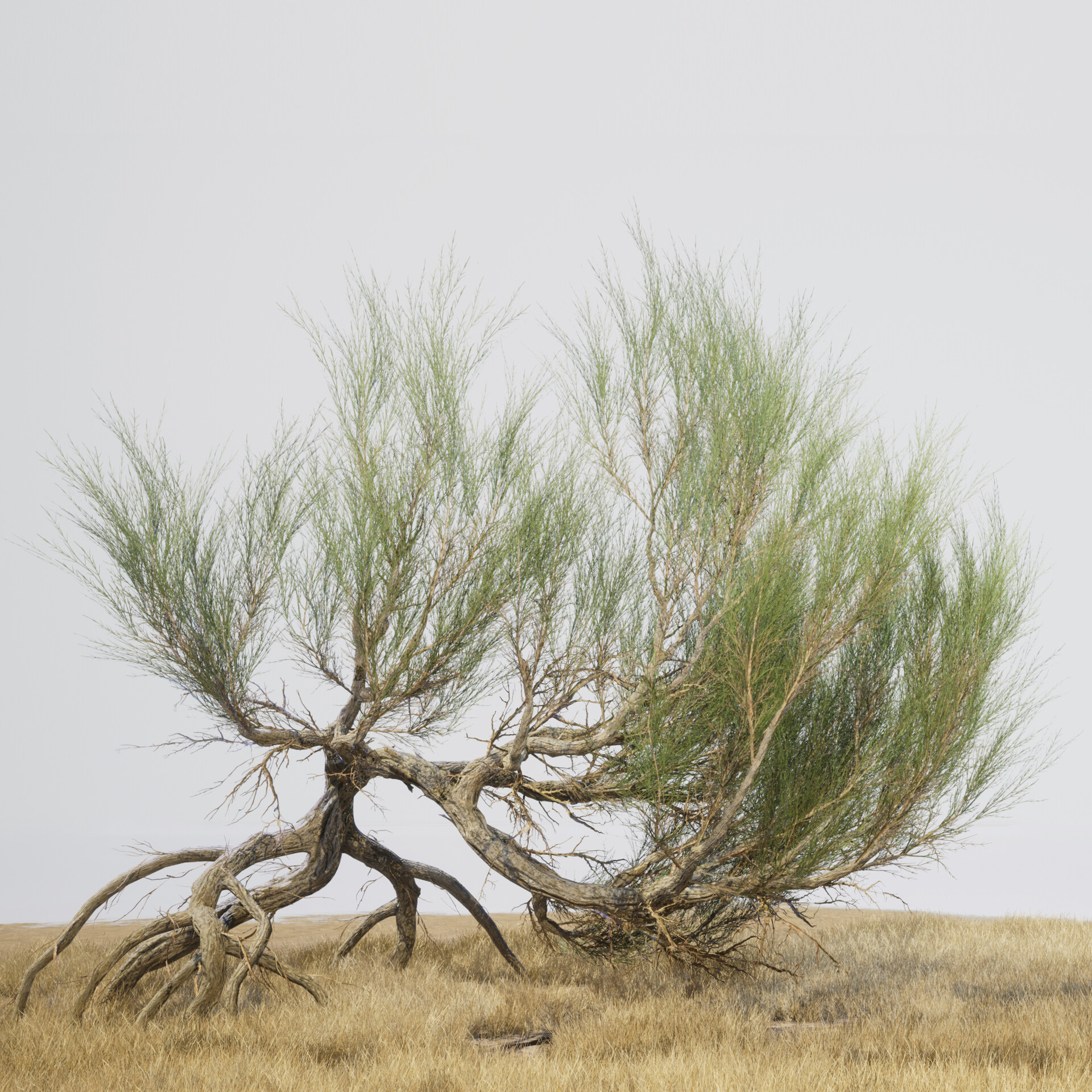 ArtStation - Haloxylon Ammodendron