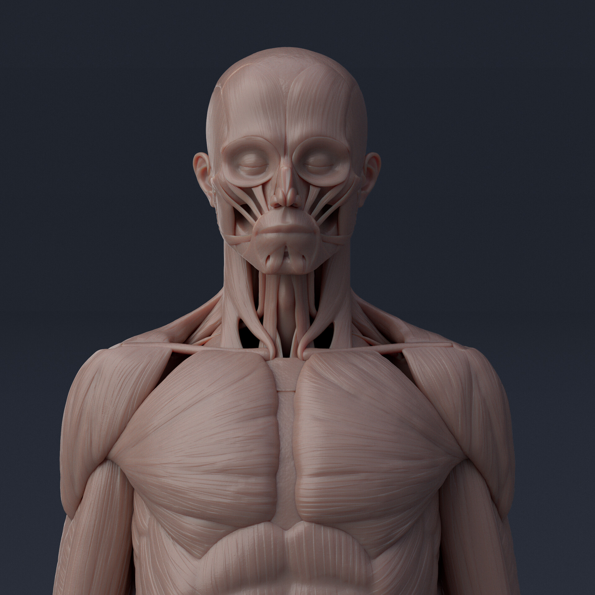 ArtStation - Ecorche