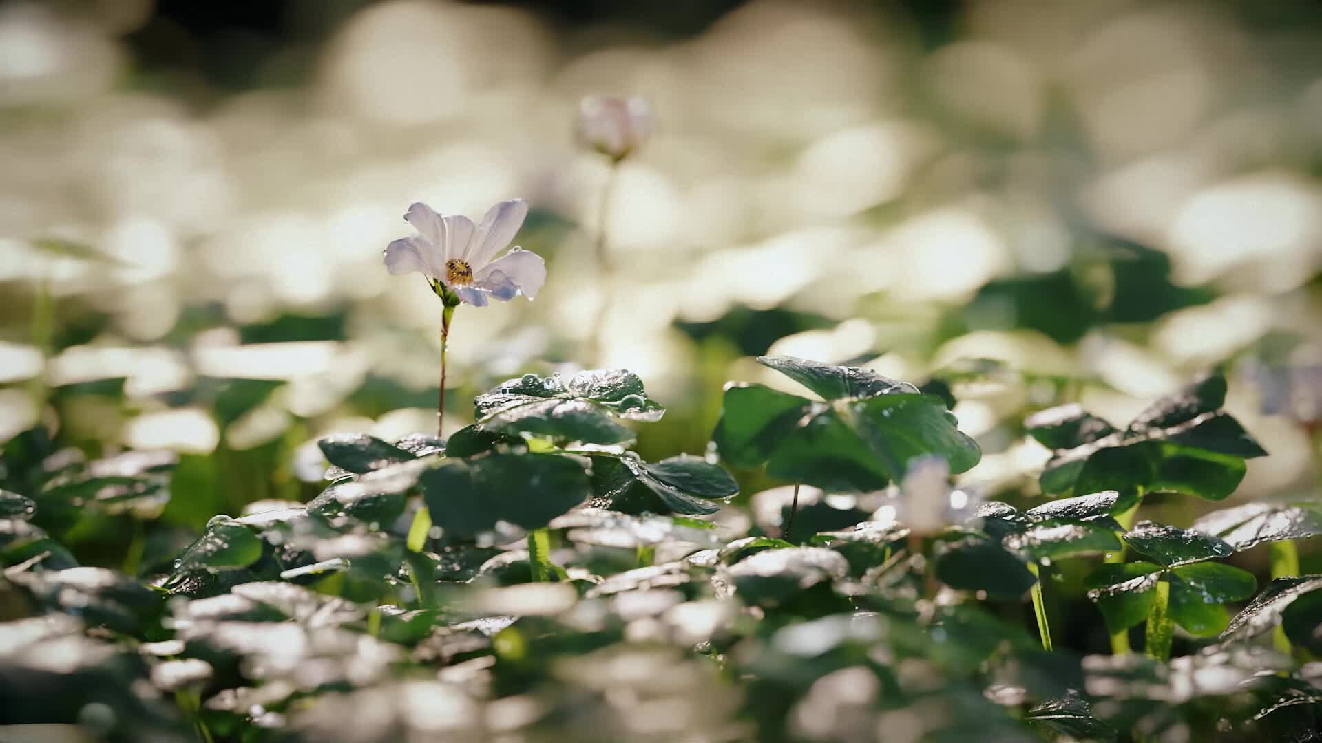 ArtStation - Clover Wallpaper