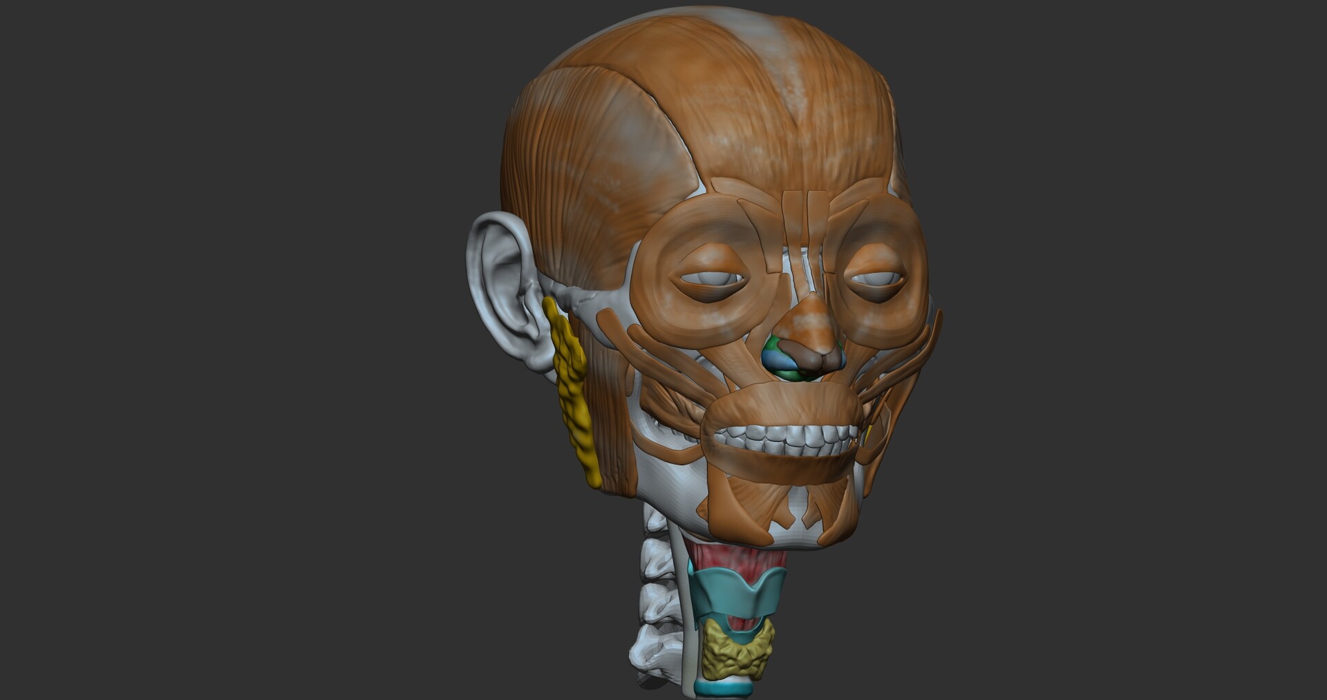 ArtStation - Face Anatomy