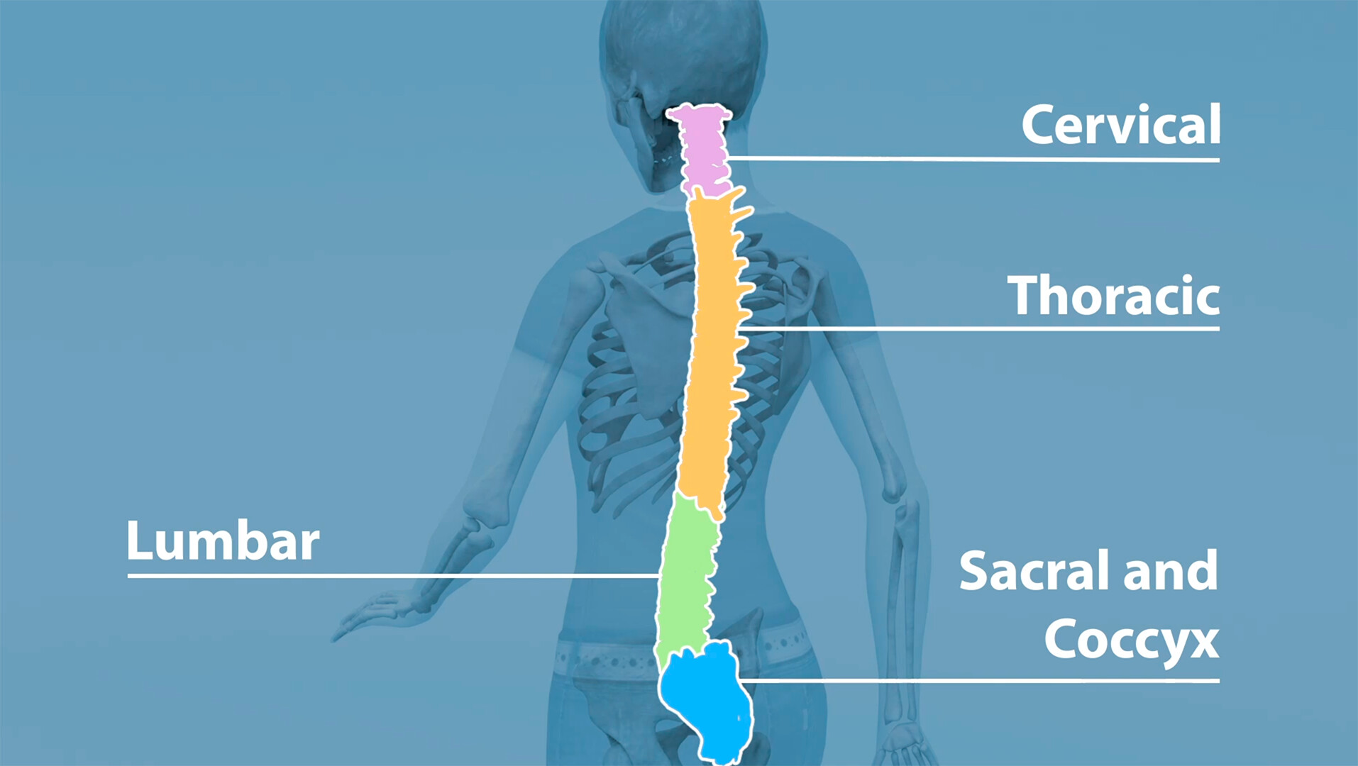 ArtStation - Anatomy of the Spine