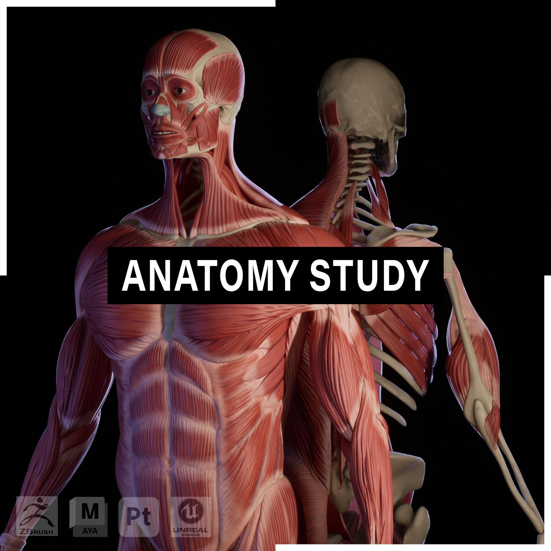 ArtStation - Human Anatomy (Male)