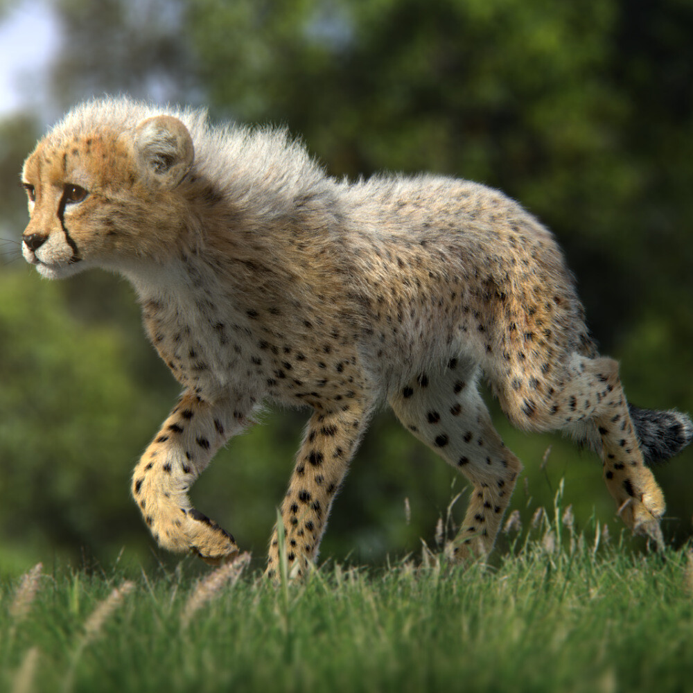 ArtStation - Cheetah Young Animated - UE Character Asset