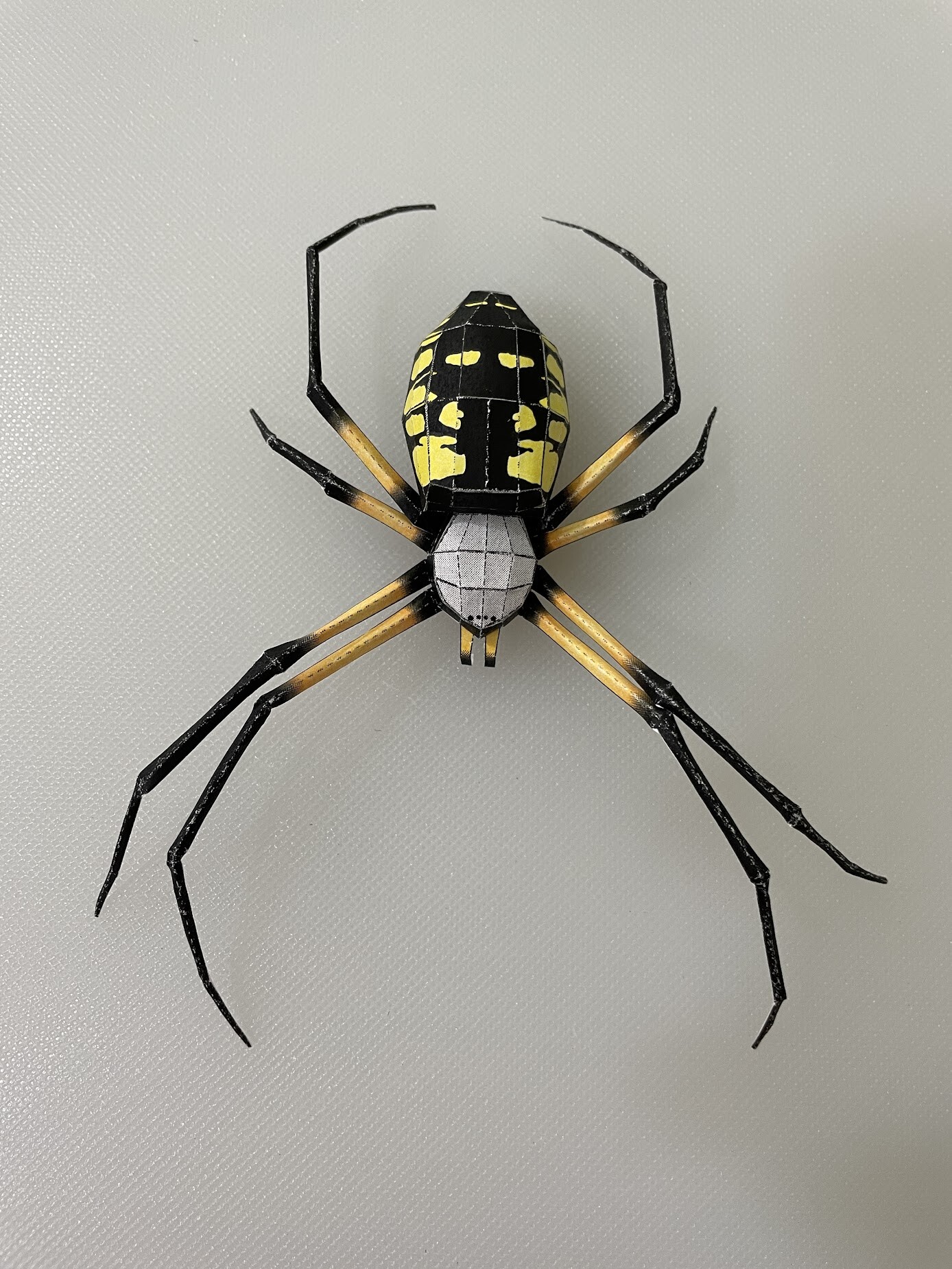 ArtStation - Garden Spider Papercraft Model