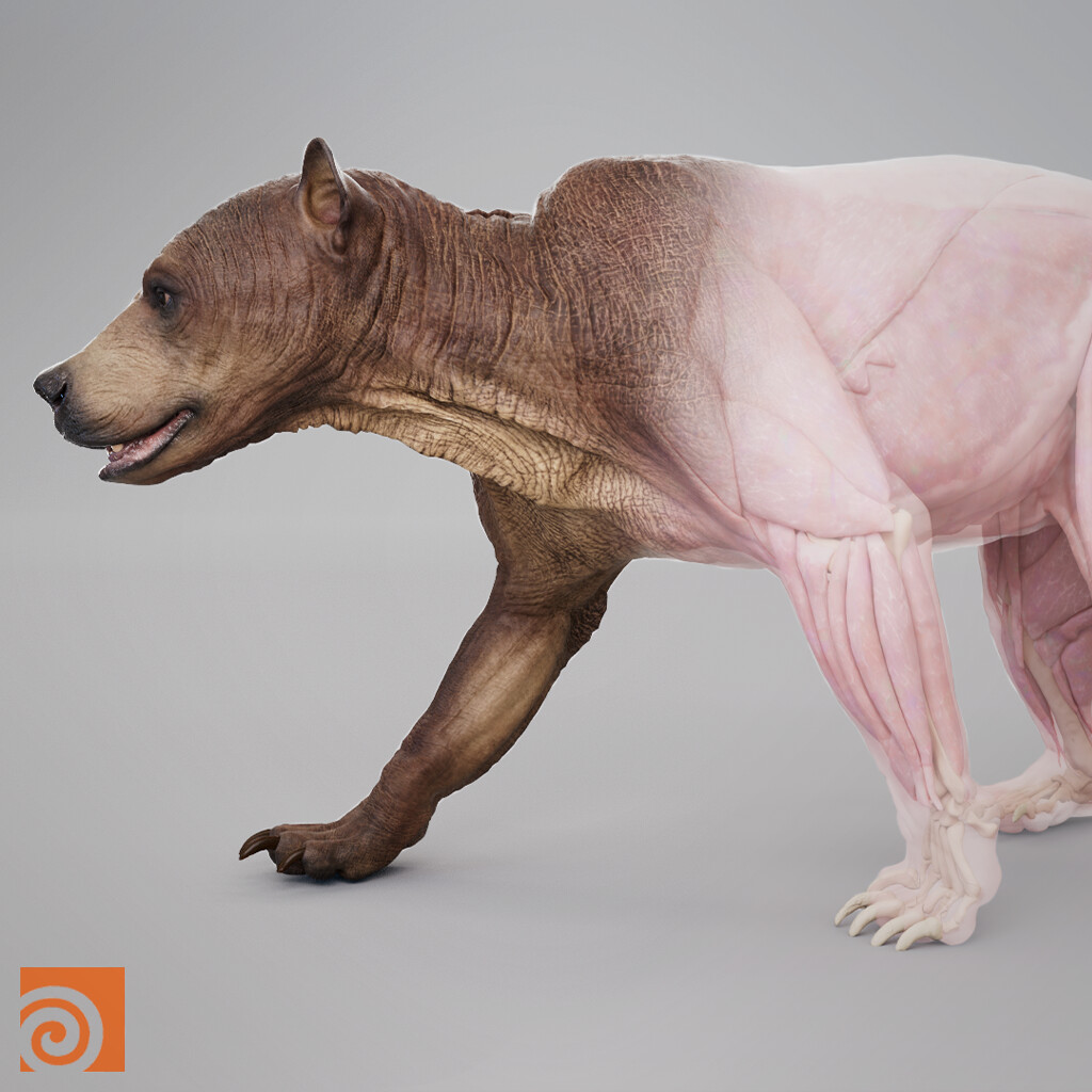 ArtStation - Bear muscle simulation