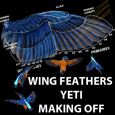 ArtStation - WINGS / FEATHERS / Yeti - Setup/ MakingOff