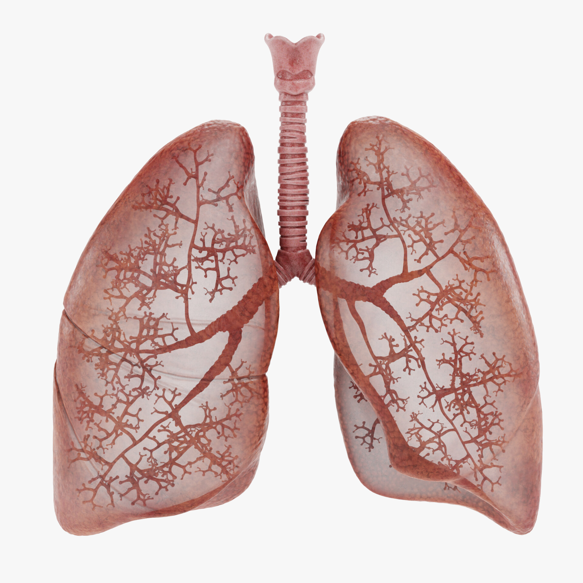 ArtStation - 3D Model Showcases the Human Respiratory System