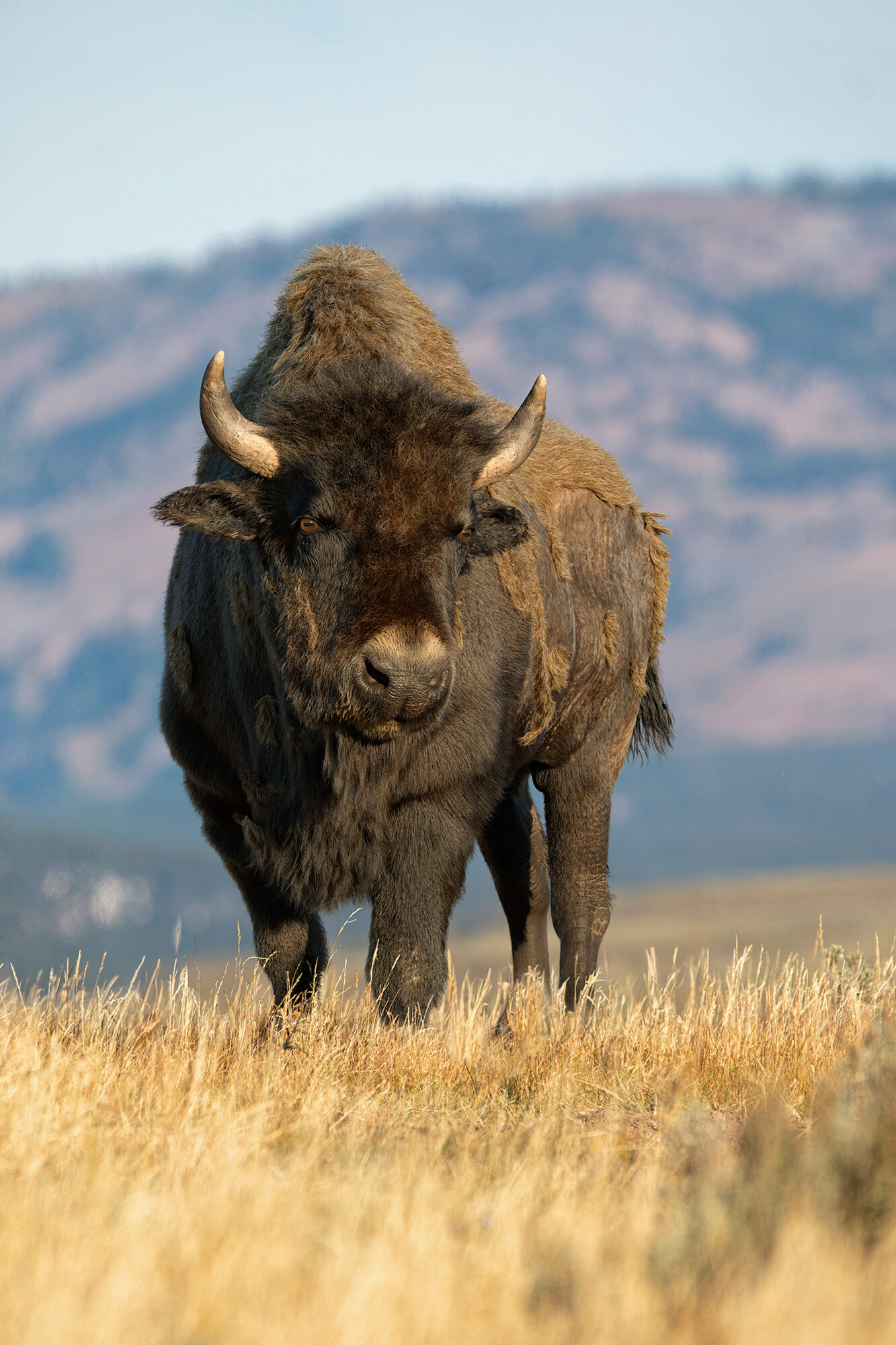 ArtStation - Bison groom variation
