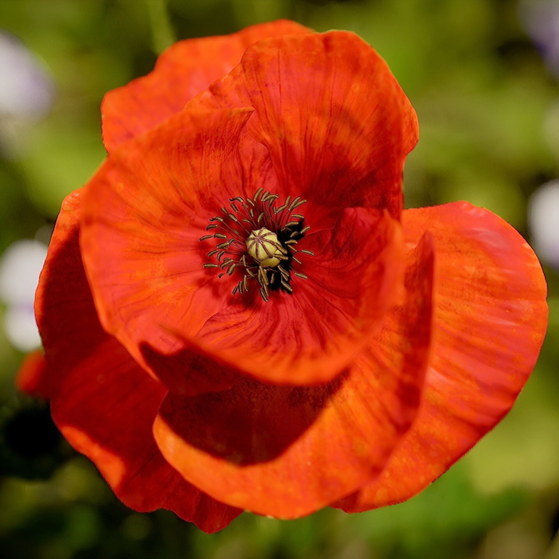 ArtStation - Poppy flower pot in garden